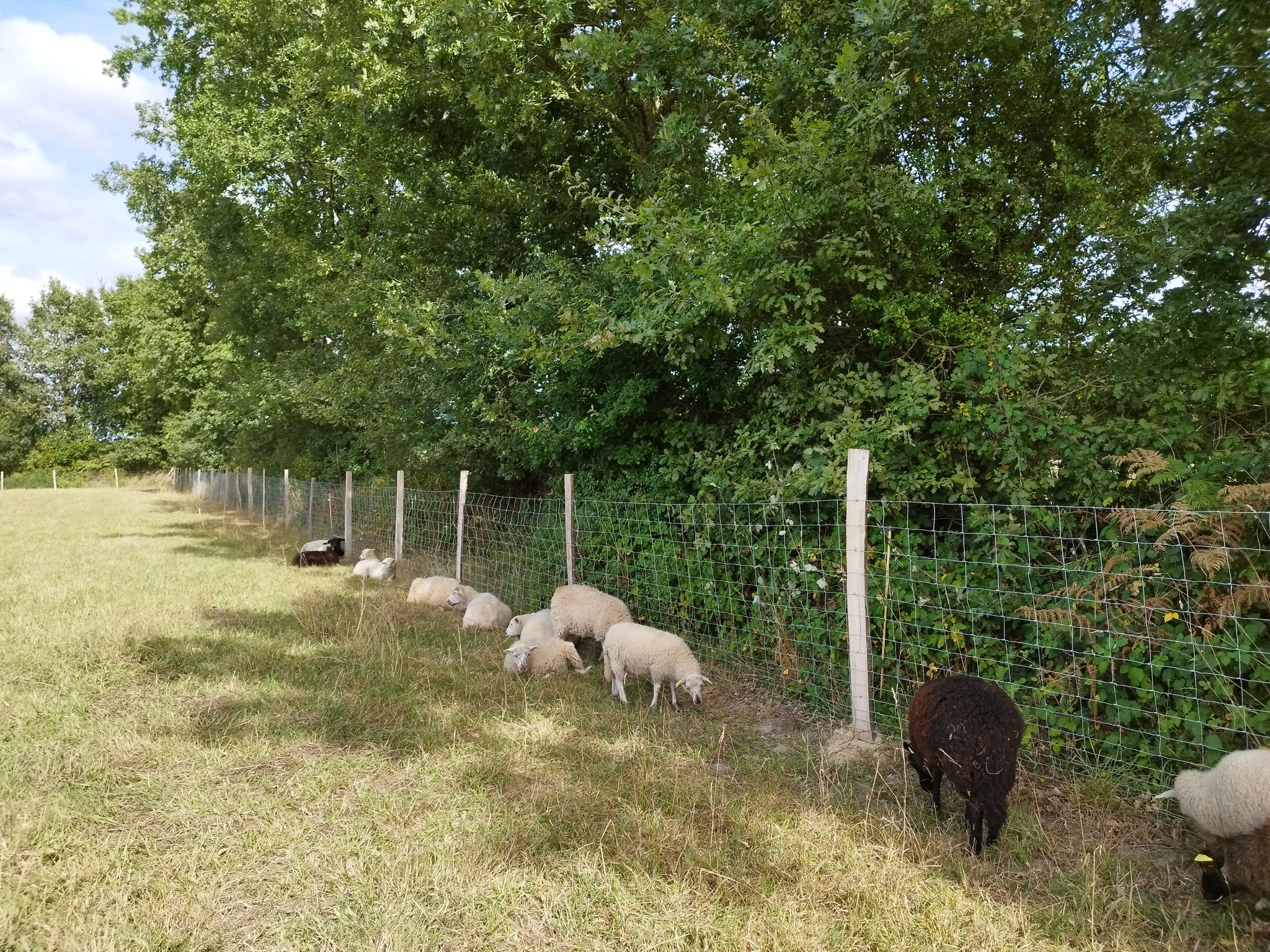LES ABRIS pour les moutons - Des Moutons à l'Horizon