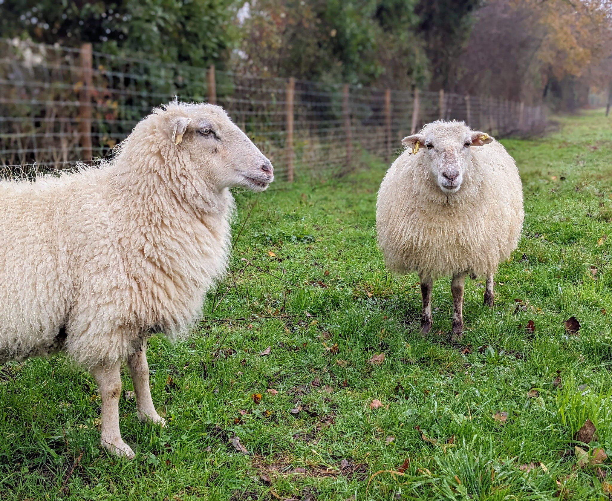 NOS MOUTONS DES LANDES DE BRETAGNE EN VENDEE - Des Moutons à l'Horizon