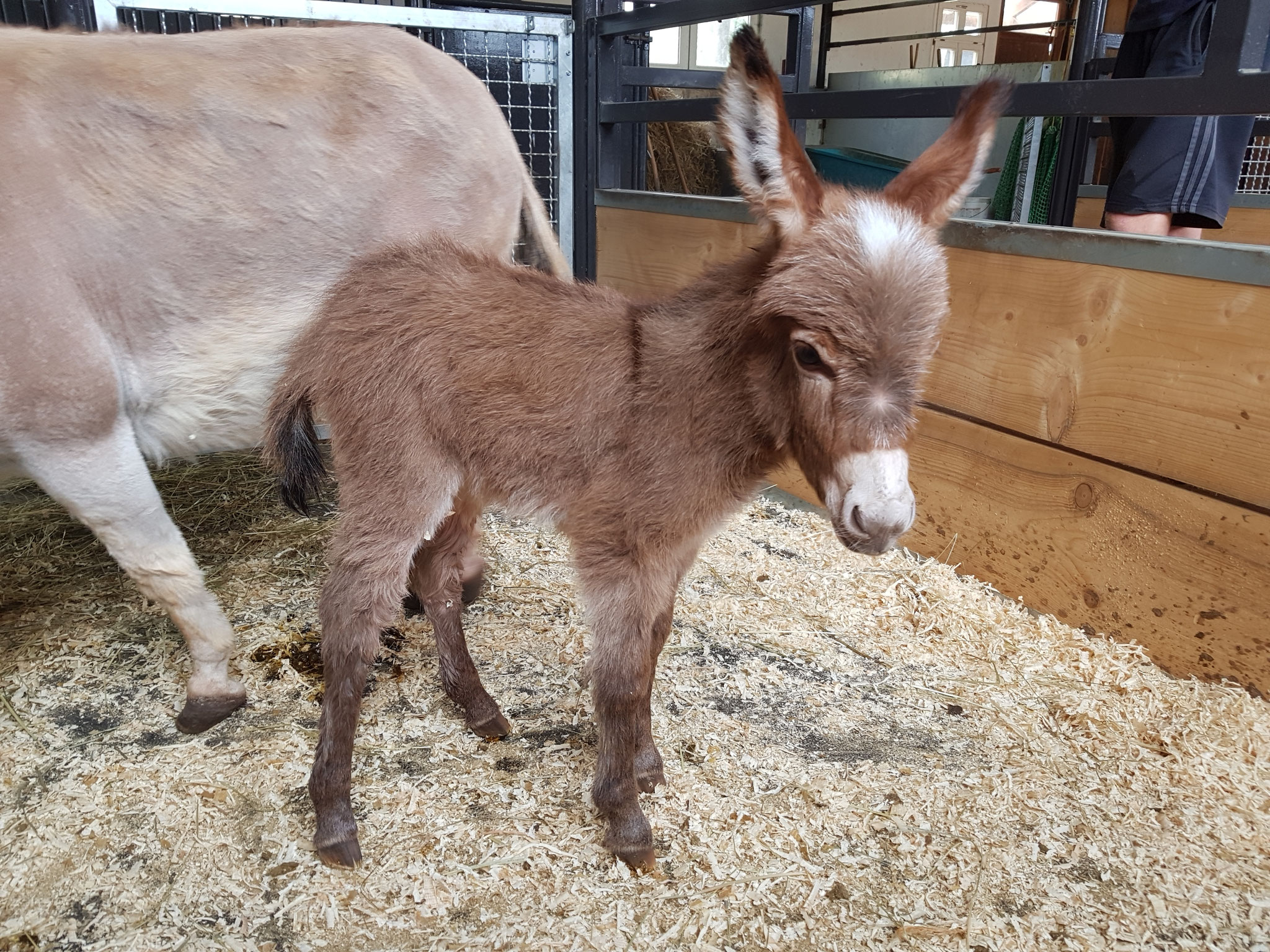 Miniesel - Miniaturesel - Mini Esel - anes miniatures - donkey ...