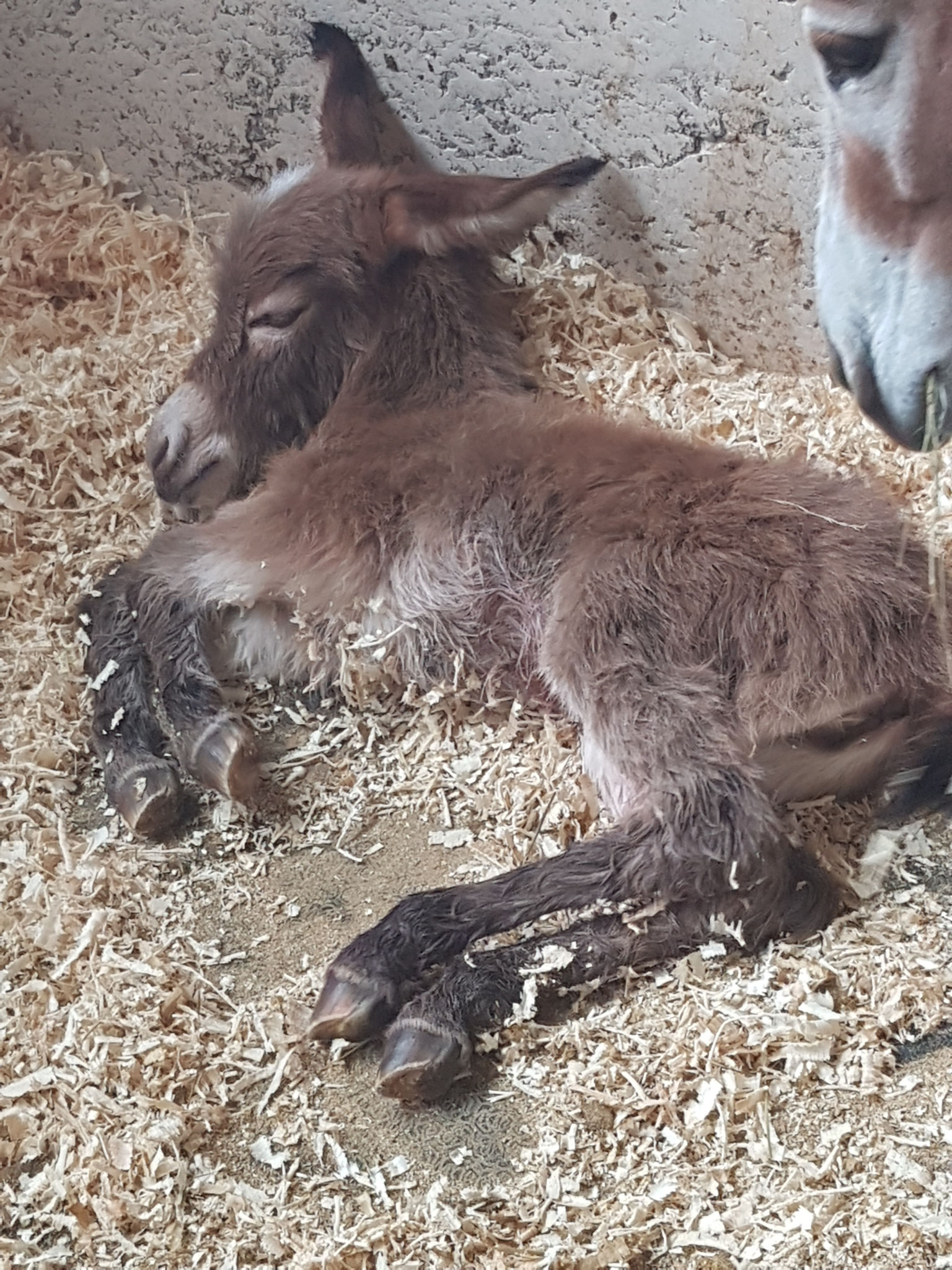 Miniesel - Miniaturesel - Mini Esel - anes miniatures - donkey ...