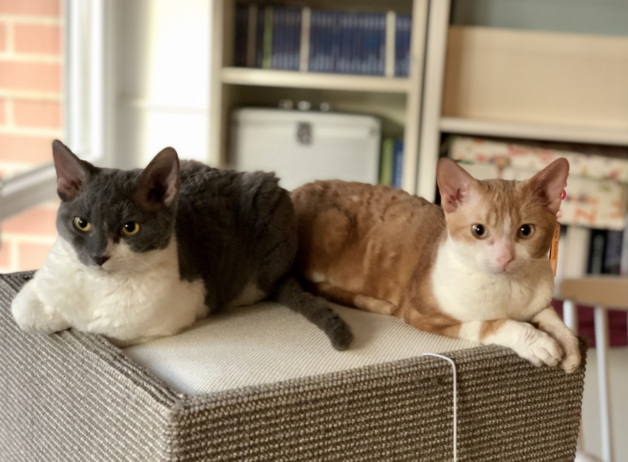 Our GermaN Rex Cats - Westerfelds German Rex