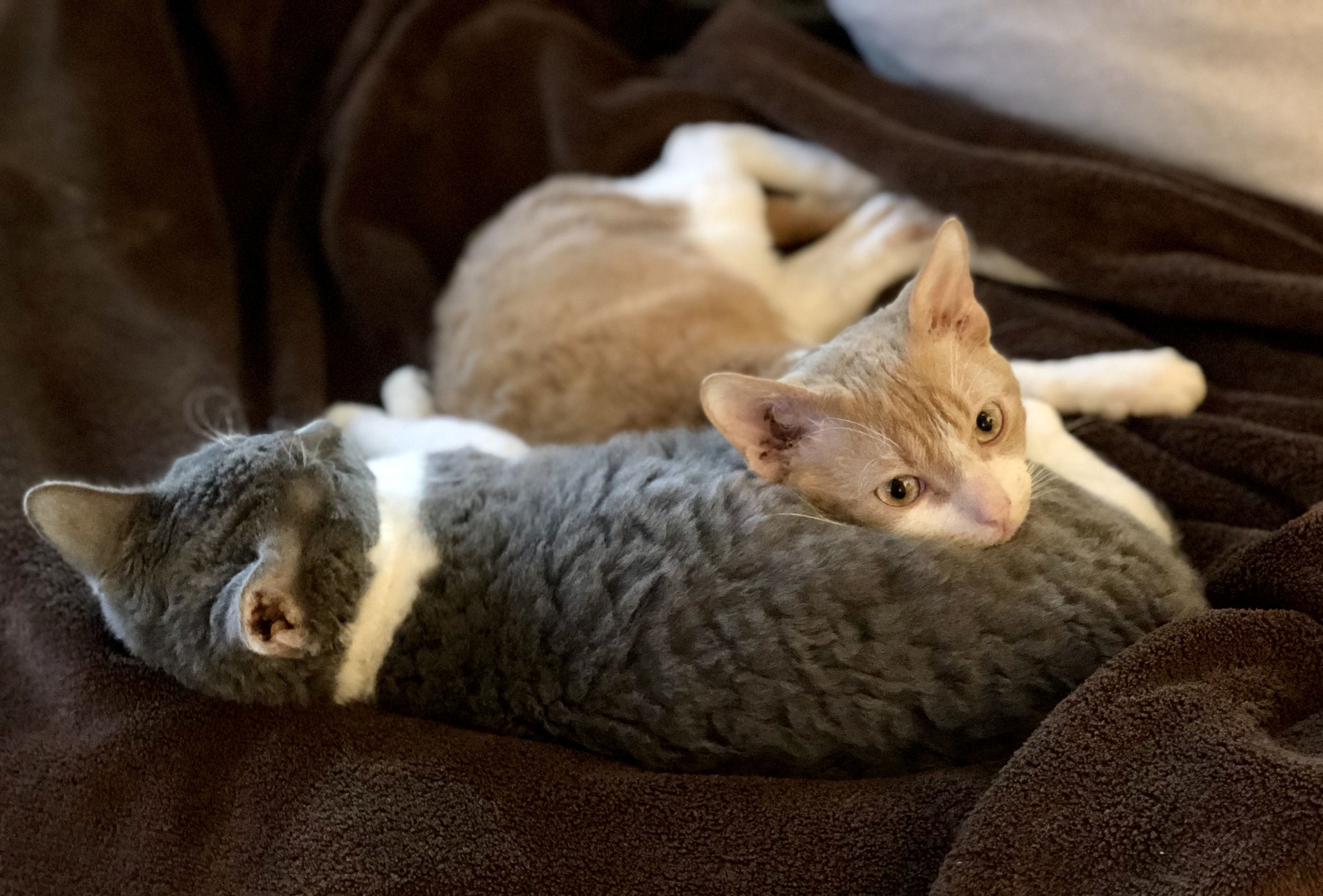 Our GermaN Rex Cats - Westerfelds German Rex