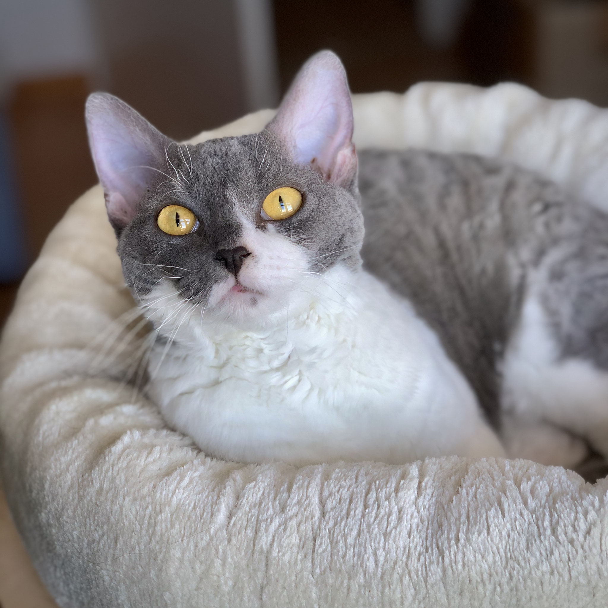 Our GermaN Rex Cats - Westerfelds German Rex