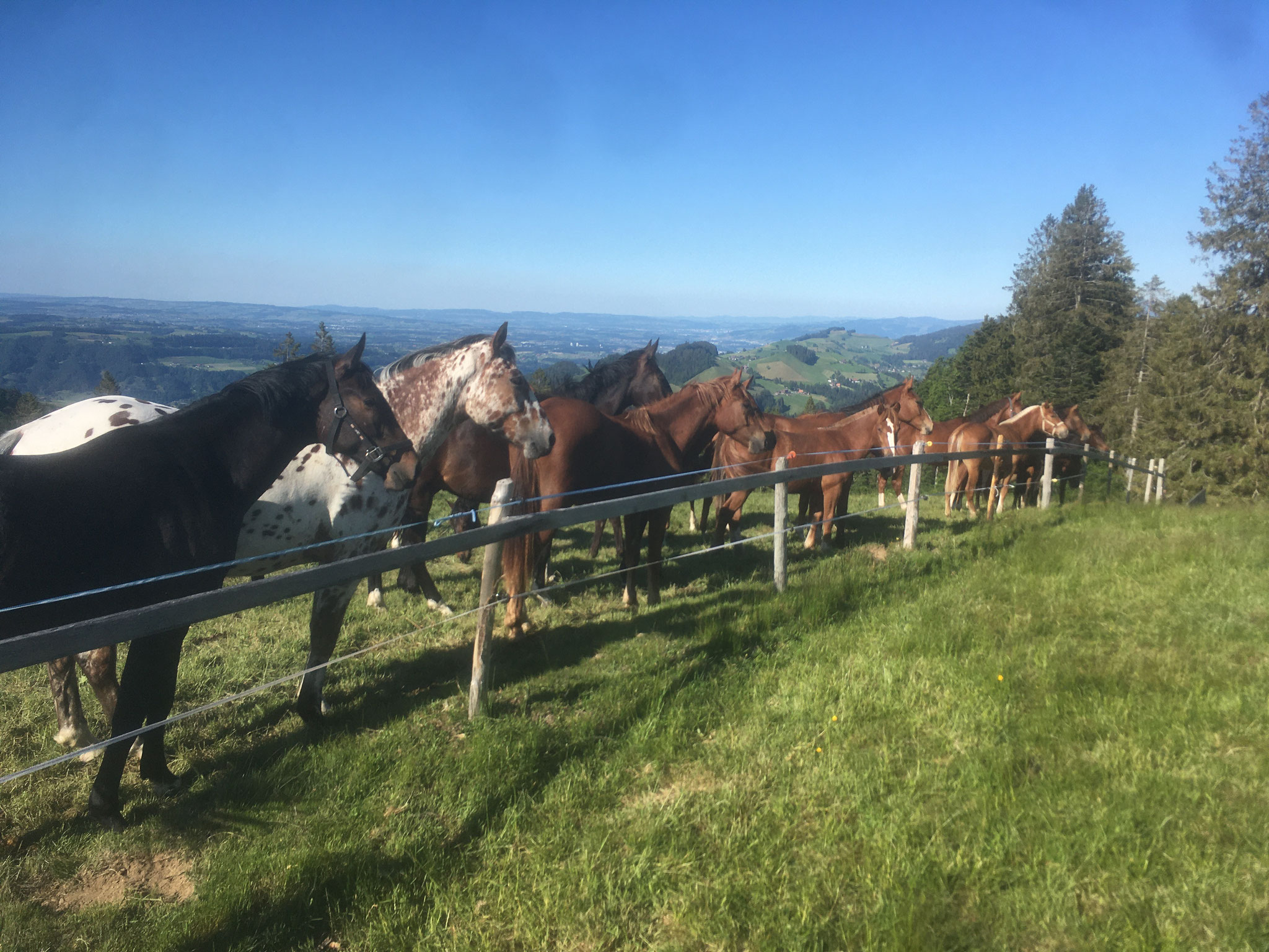 Unsere Fohlenweide - Lutersarni.ch