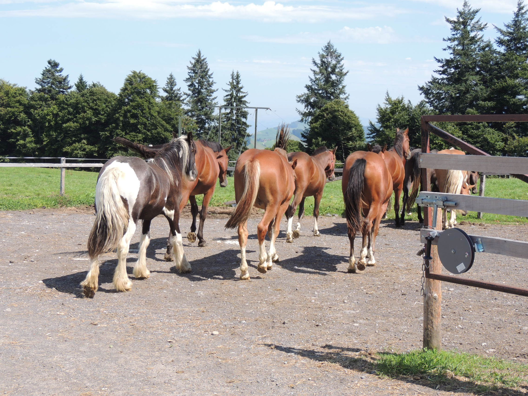 Unsere Fohlenweide - Lutersarni.ch
