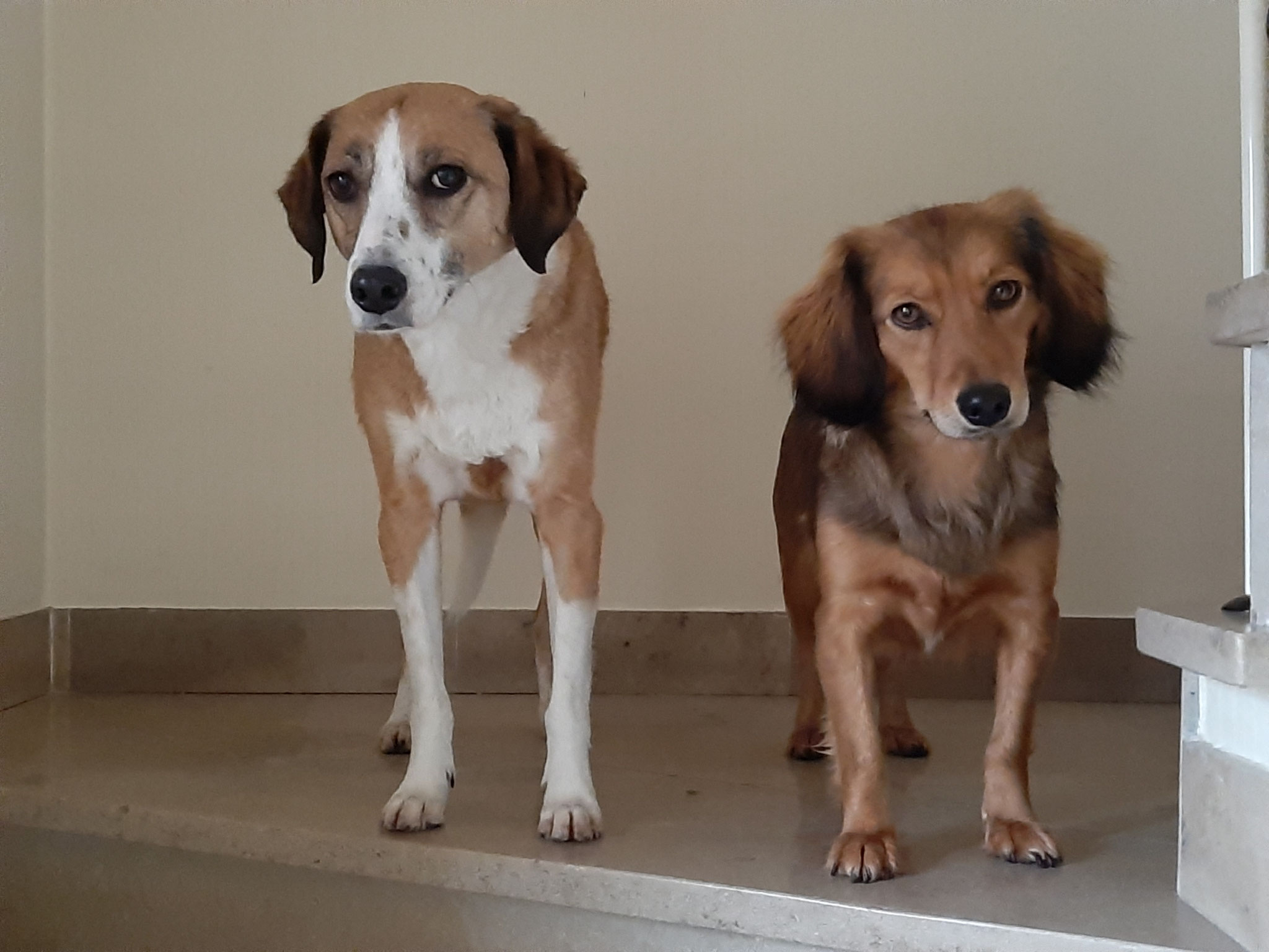 Sienna bleibt Sienna und sie bleibt hier - saving-dogs e.V.