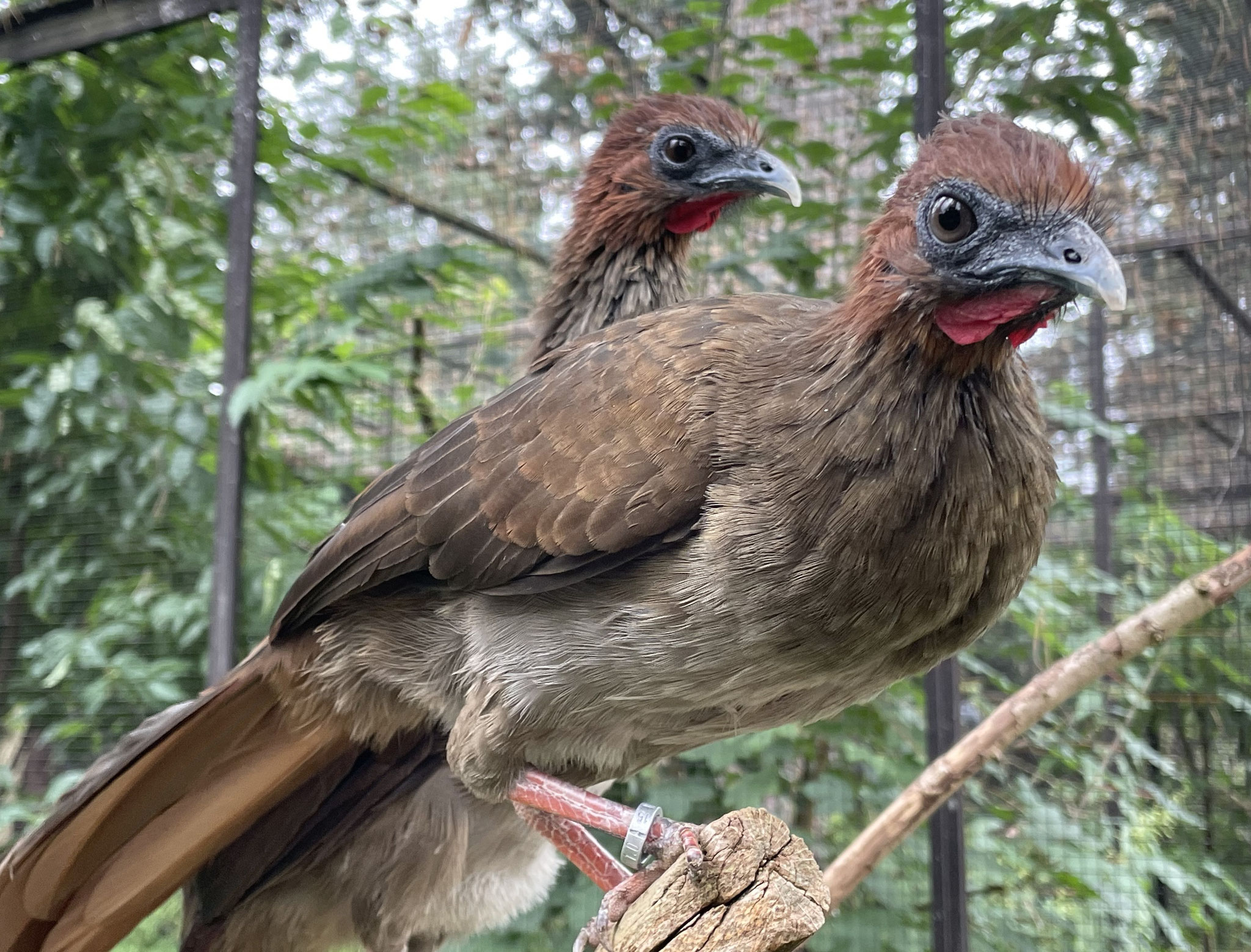 Galliformes - bird-phylogeny