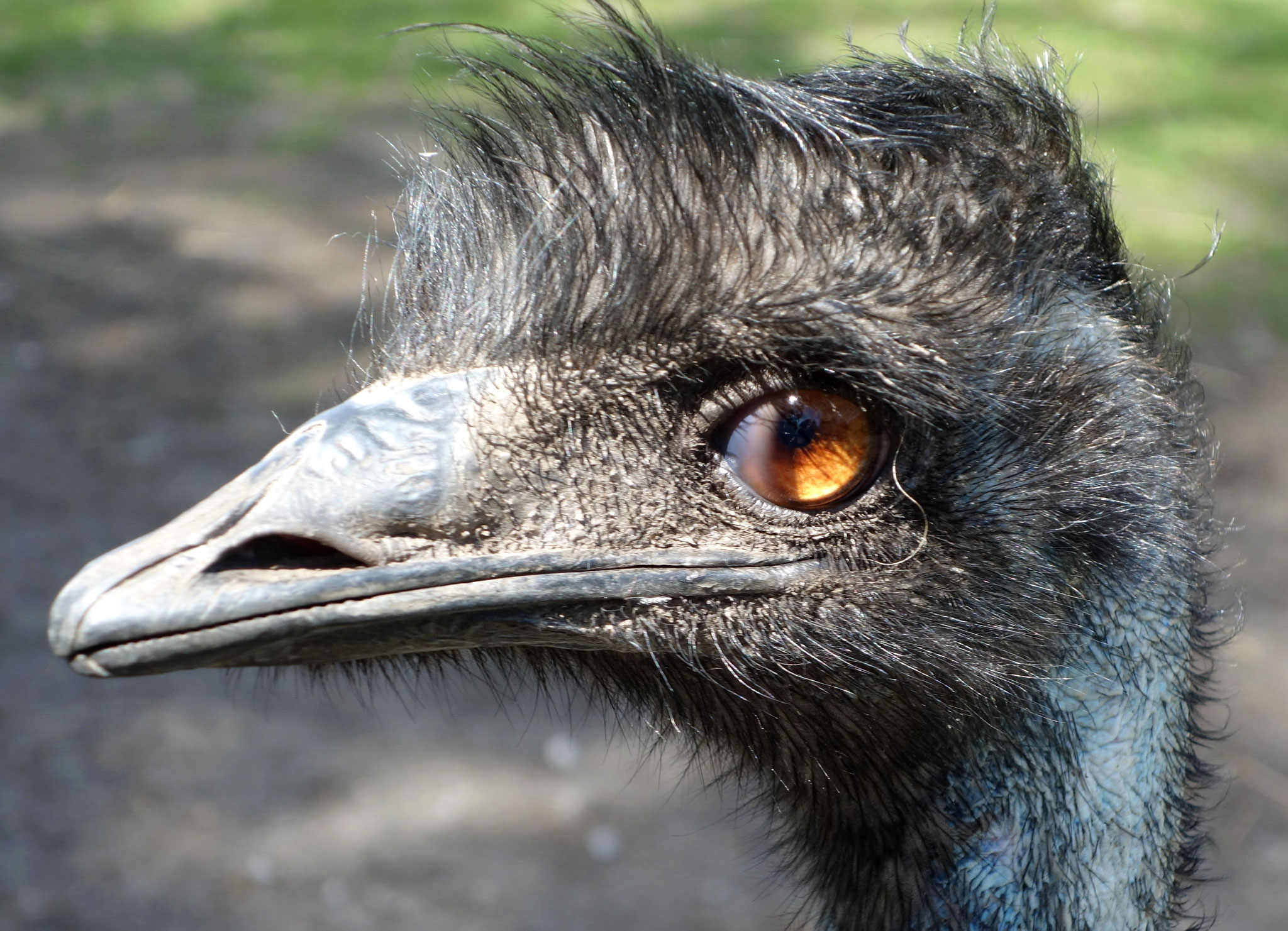 Palaeognathae - bird-phylogeny