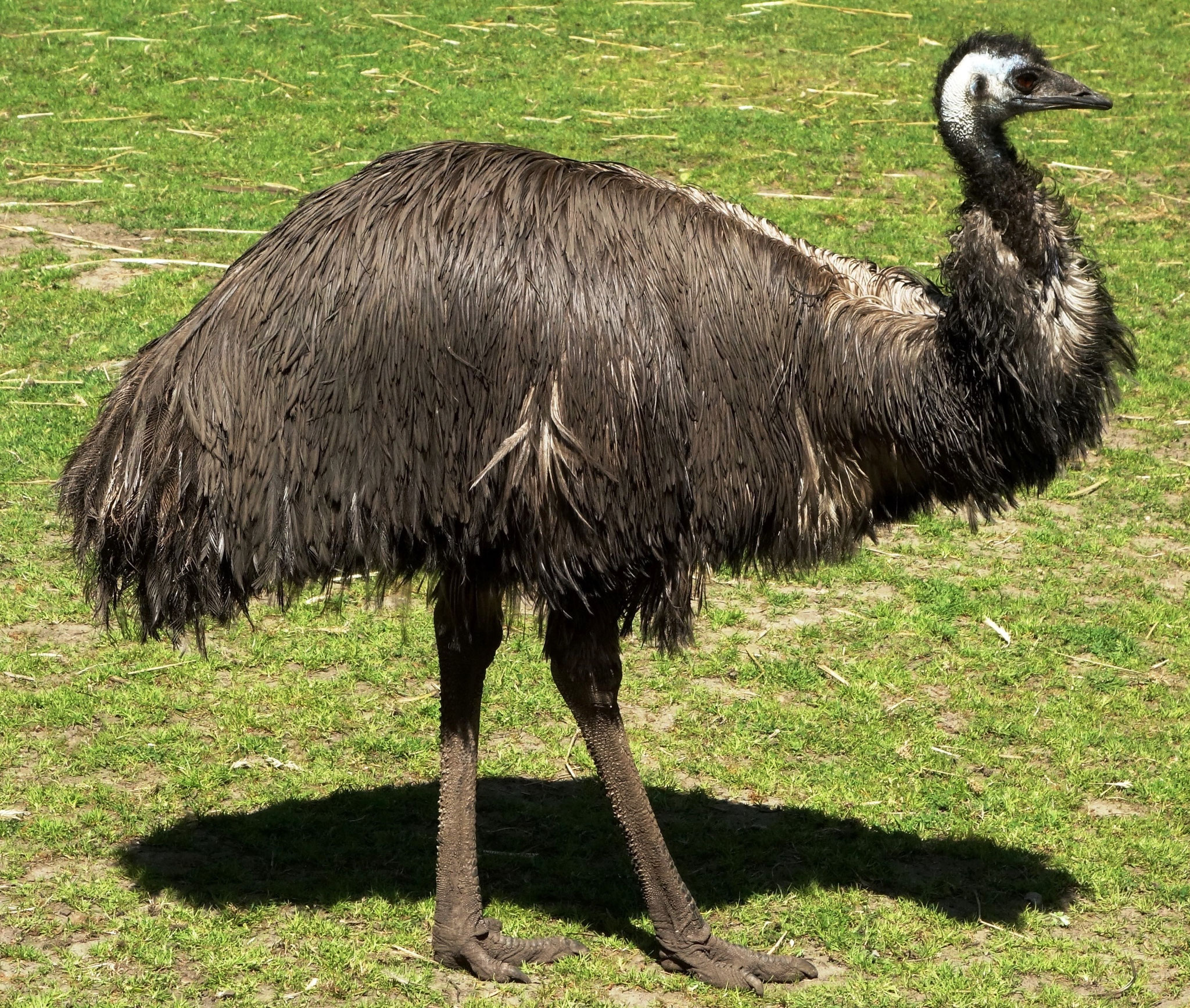 Palaeognathae - bird-phylogeny