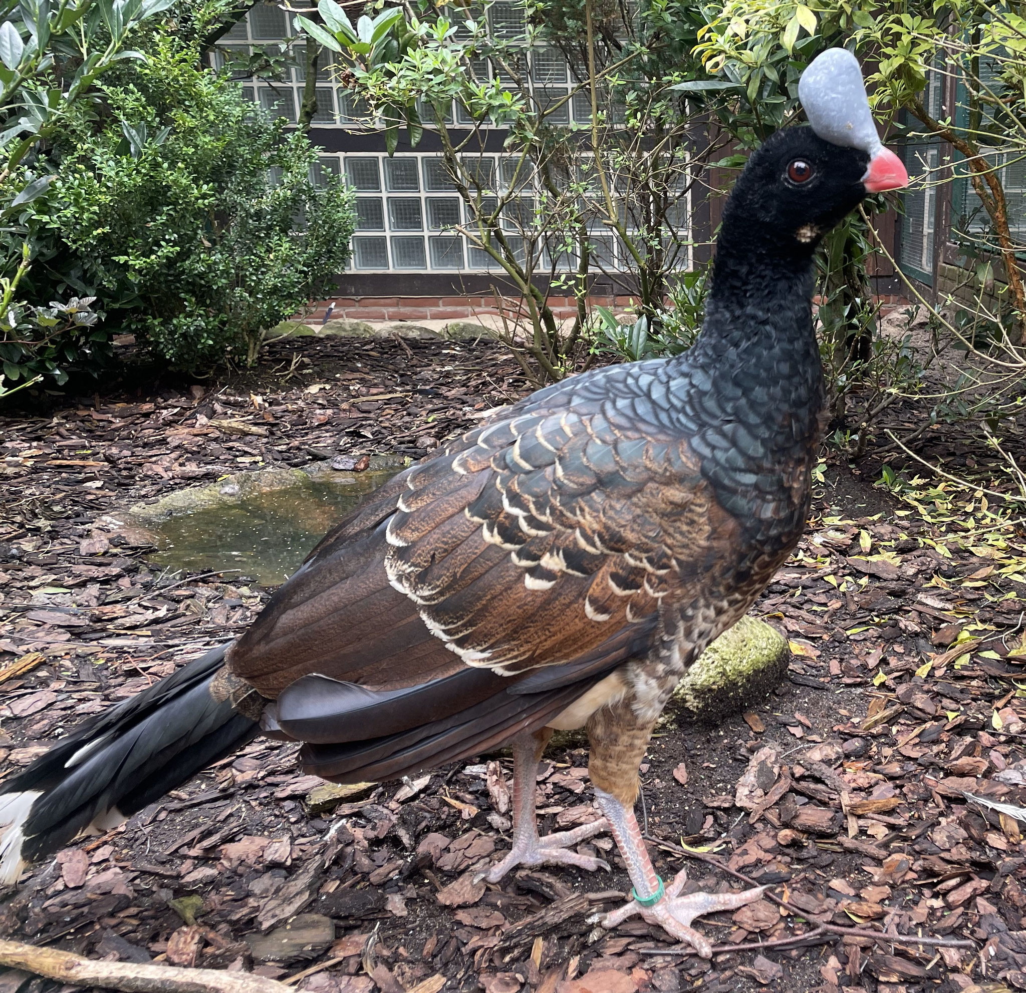 Galliformes - bird-phylogeny