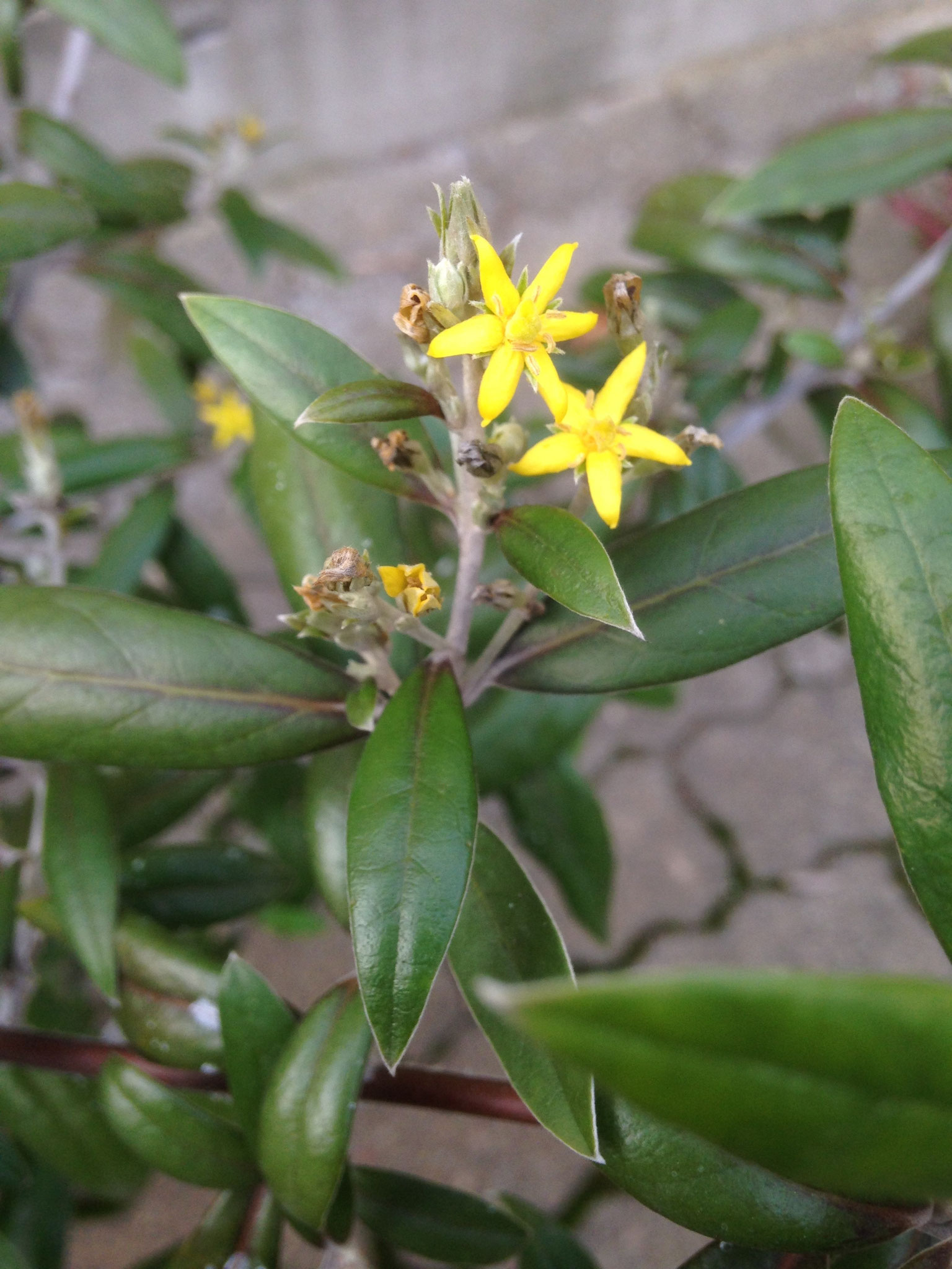COROKIA buddleioides - wolfgartenbau