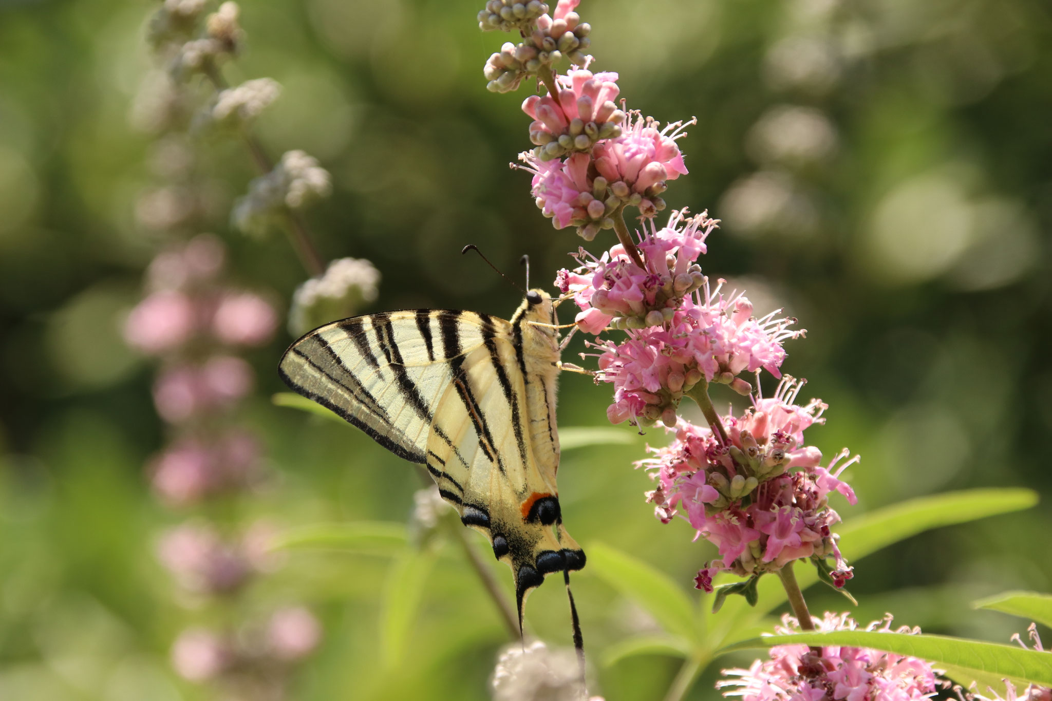 insekten - edith tanner fotos