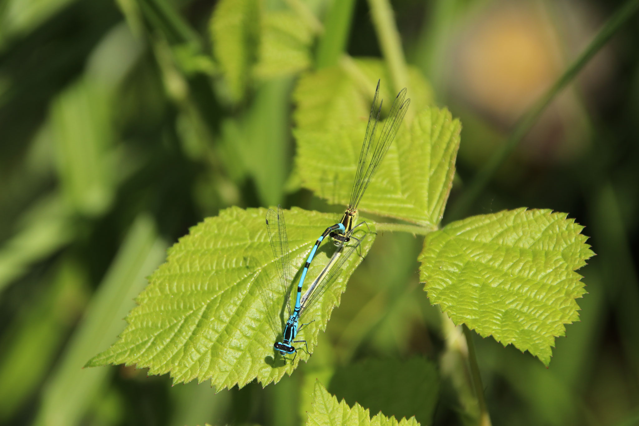 insekten - edith tanner fotos