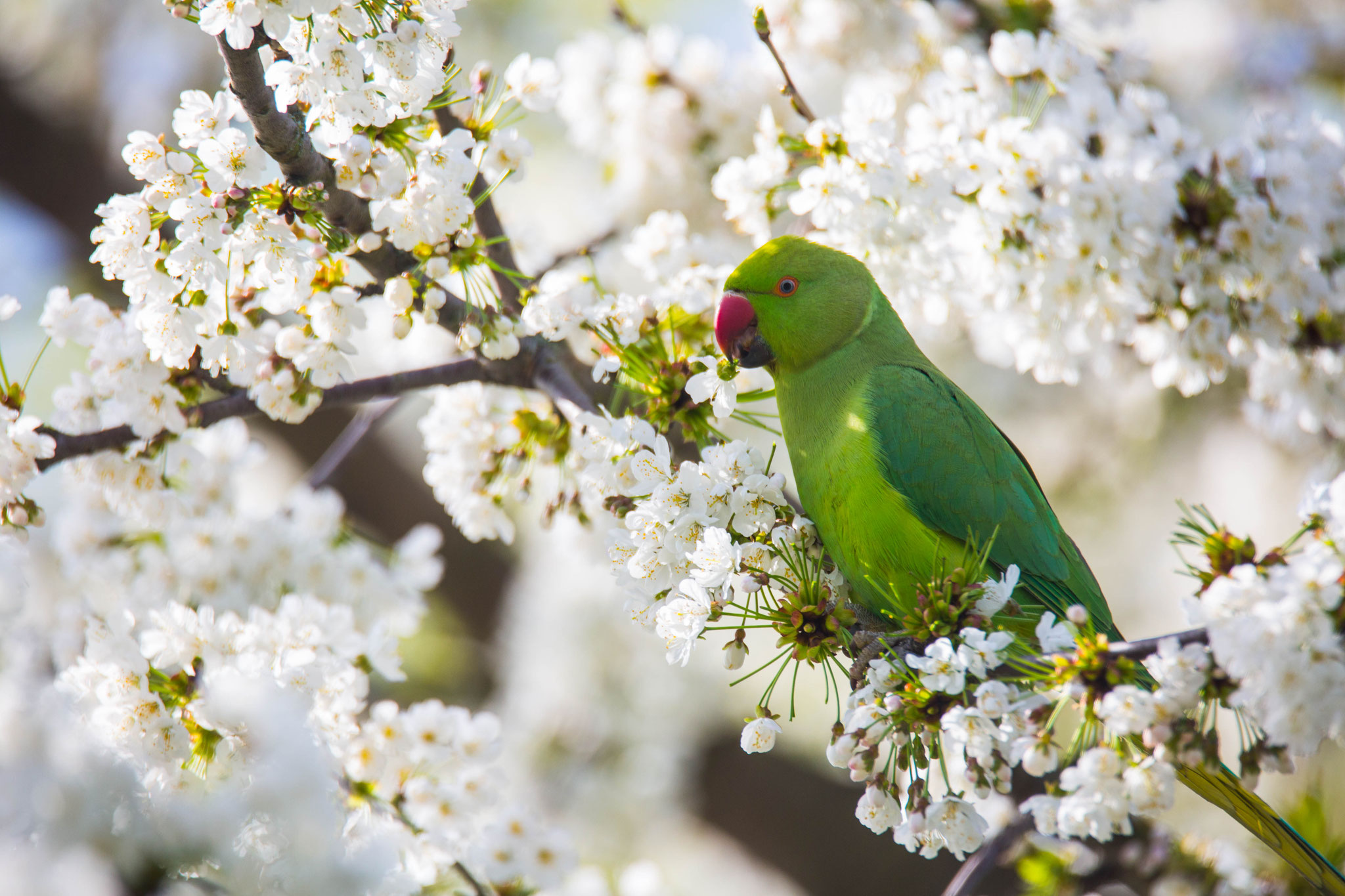Birds - volz-nature-photography
