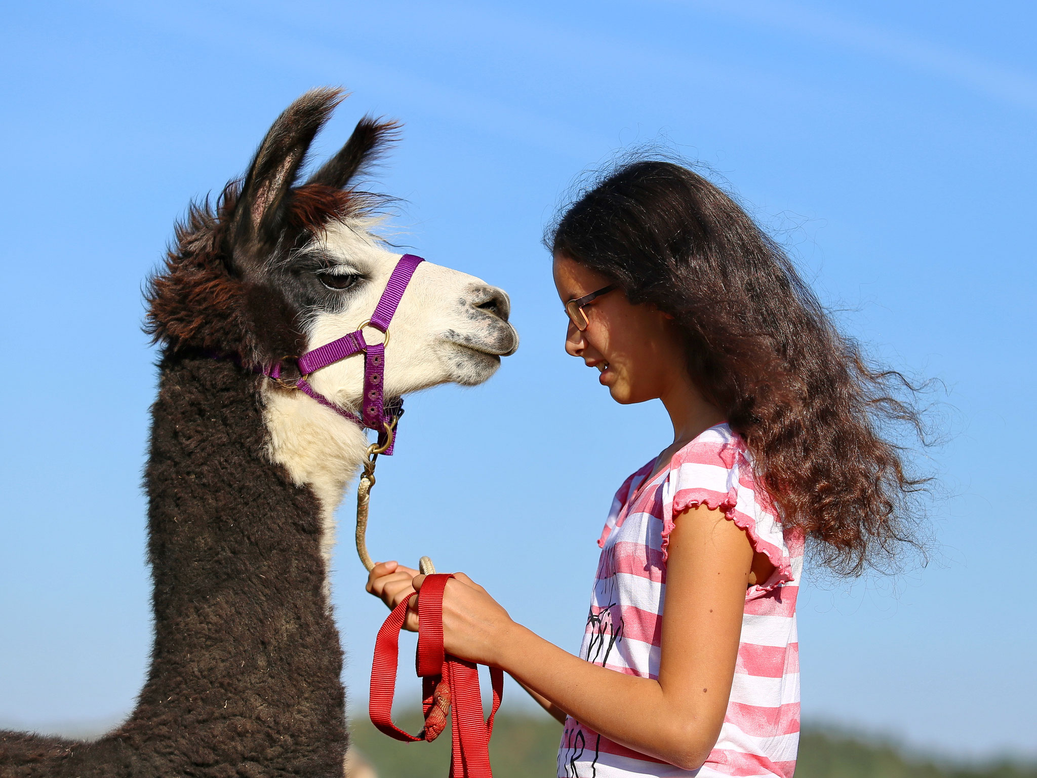 Lama-Pädagogik, tiergestützte Aktivitäten, Therapiebegleitung ...