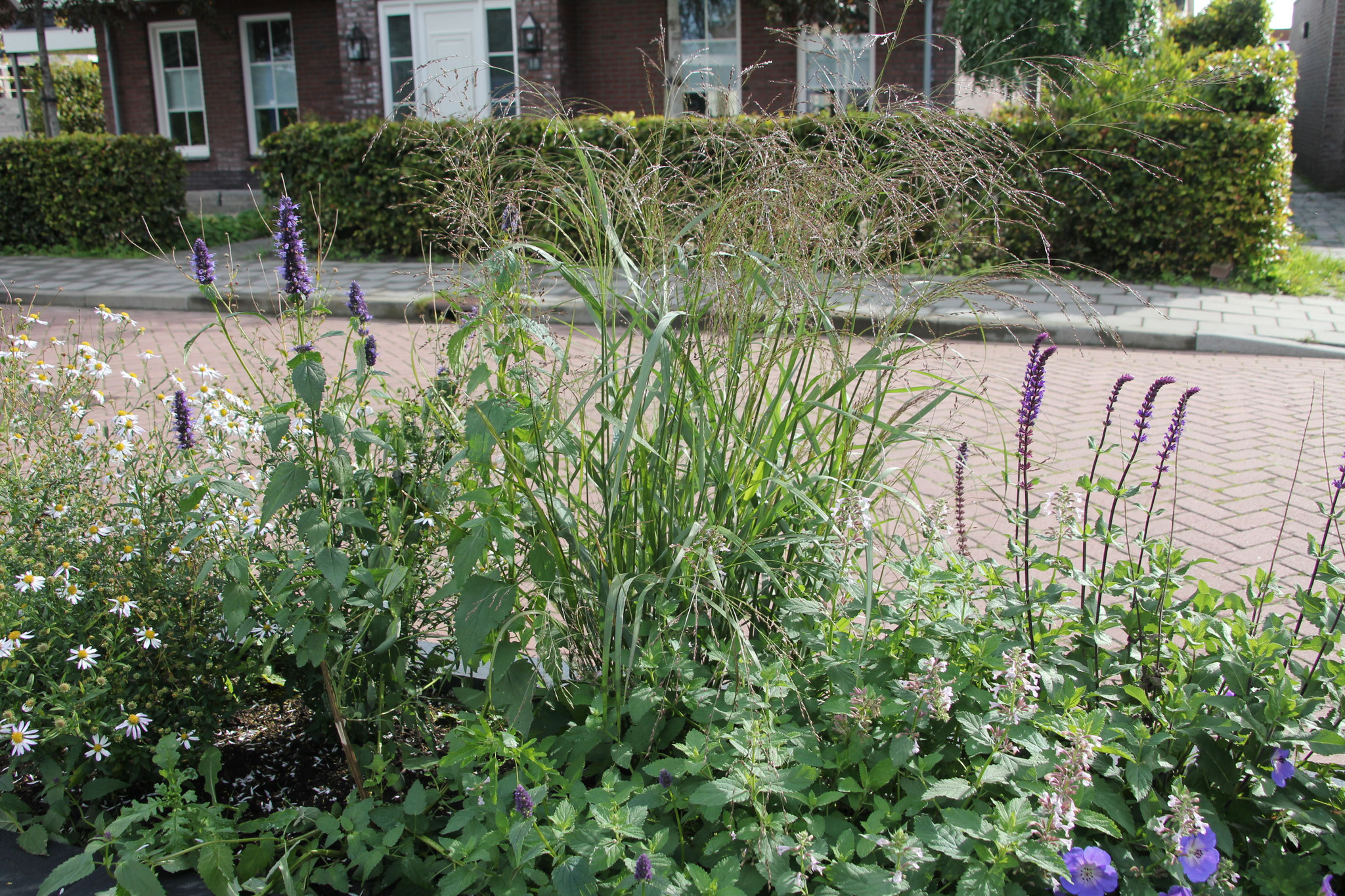 Smalle voortuin-border - Buro Walinga, ontwerp van tuin en landschap