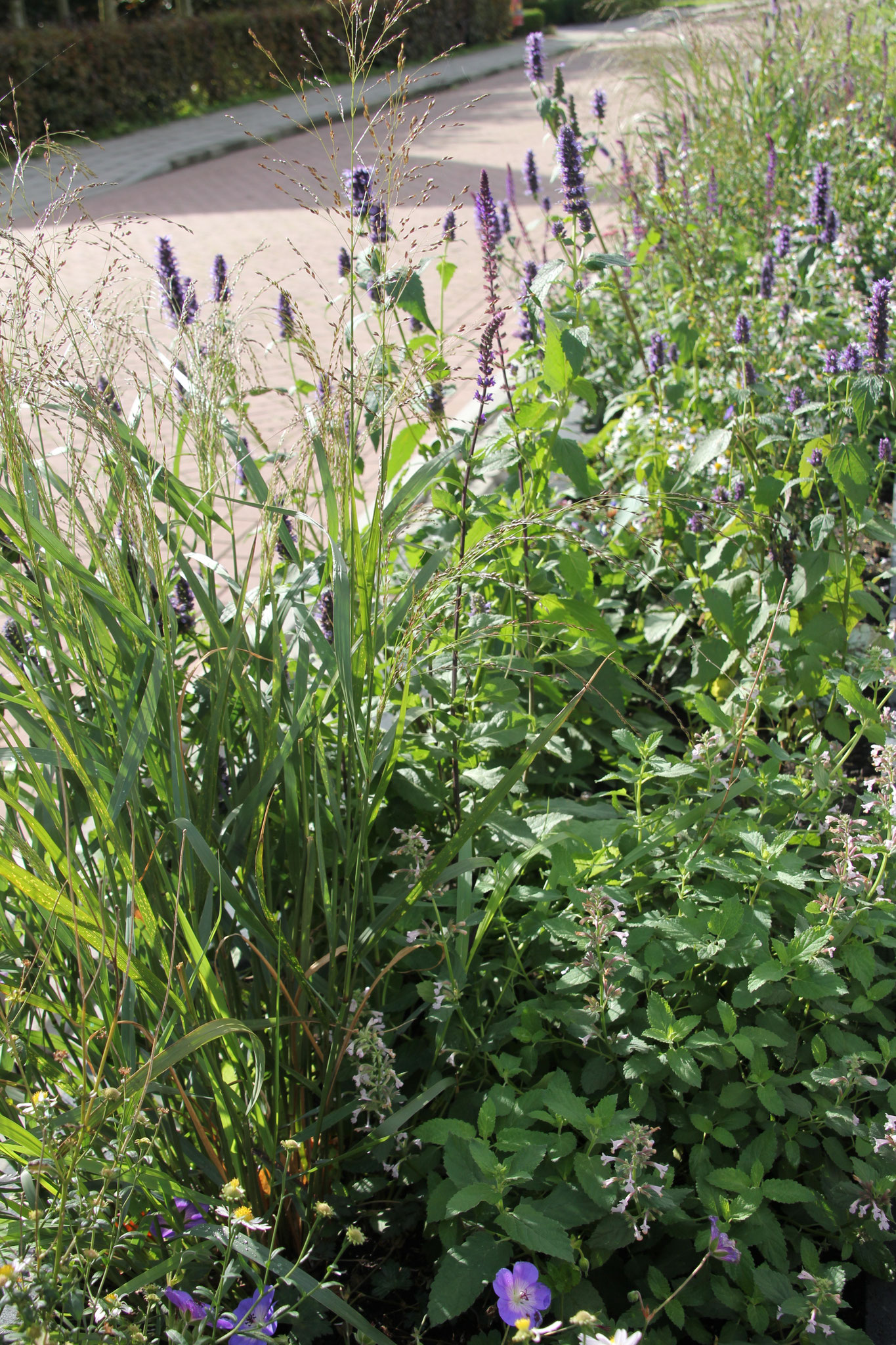 Smalle voortuin-border - Buro Walinga, ontwerp van tuin en landschap