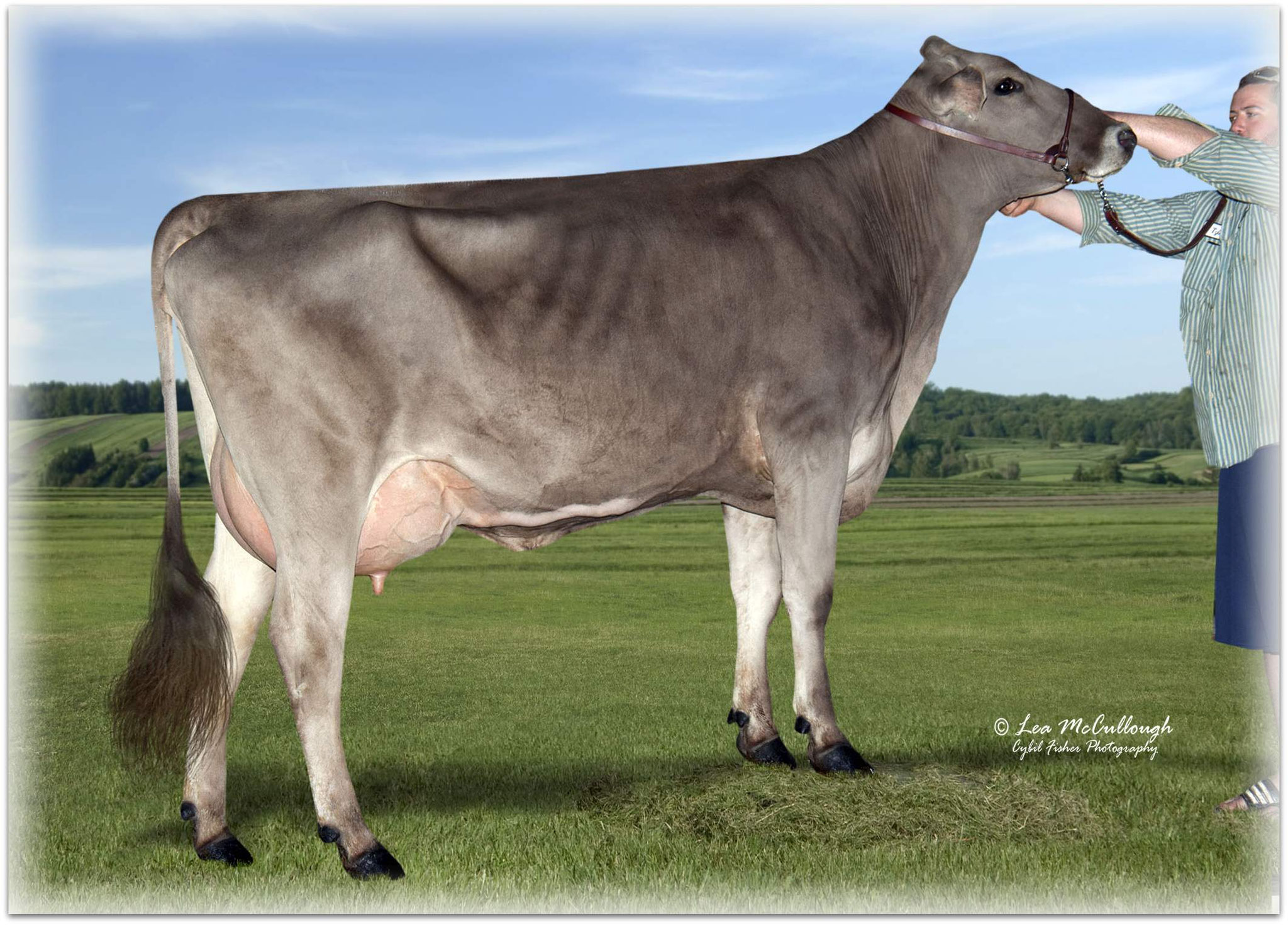Shiloh Brookings Cadence-ET - zuechterblog Braunvieh Fleckvieh Holstein