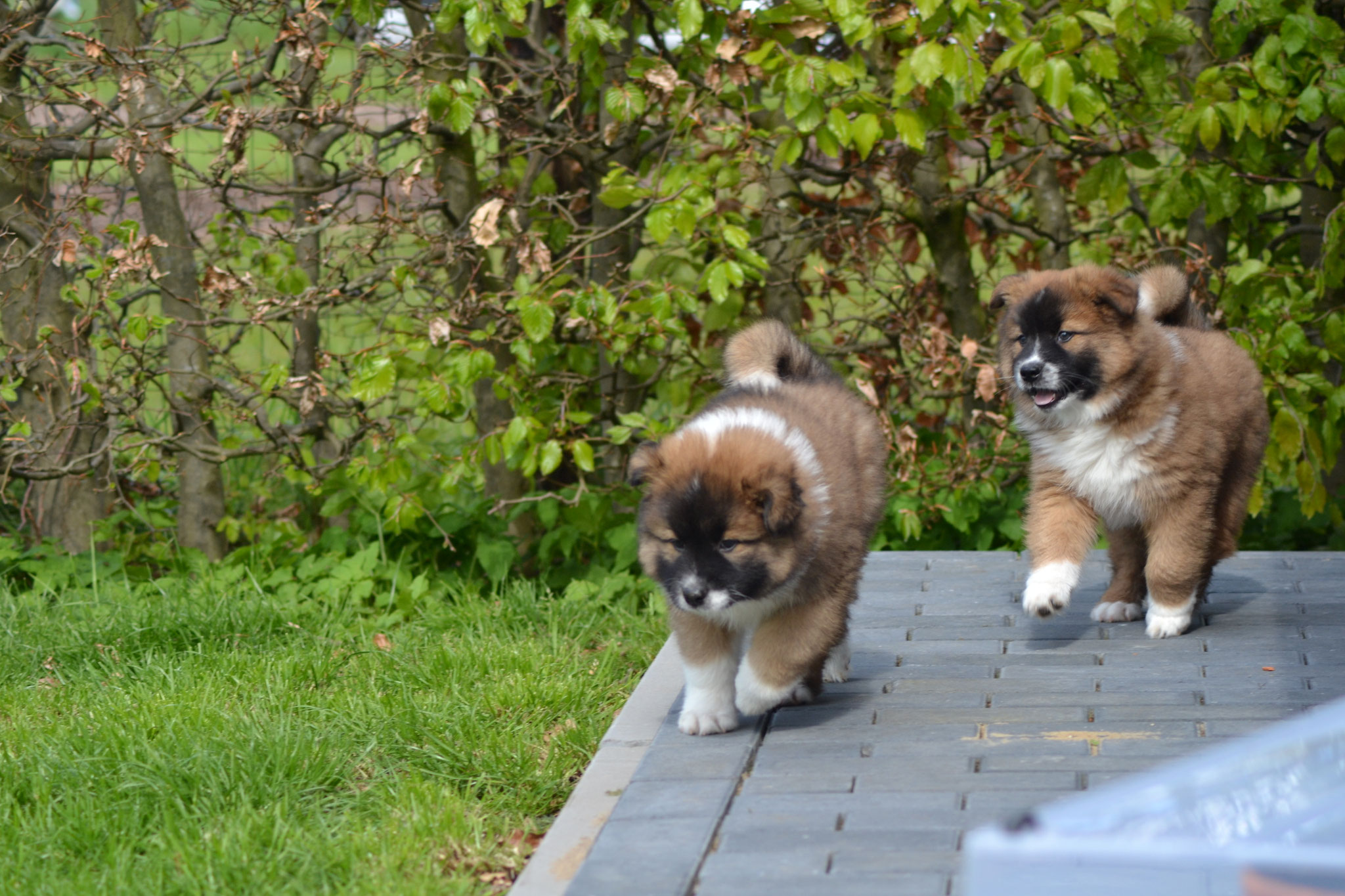 WORP I - Welkom op de website van chebo kennel "De Nijenhaer"