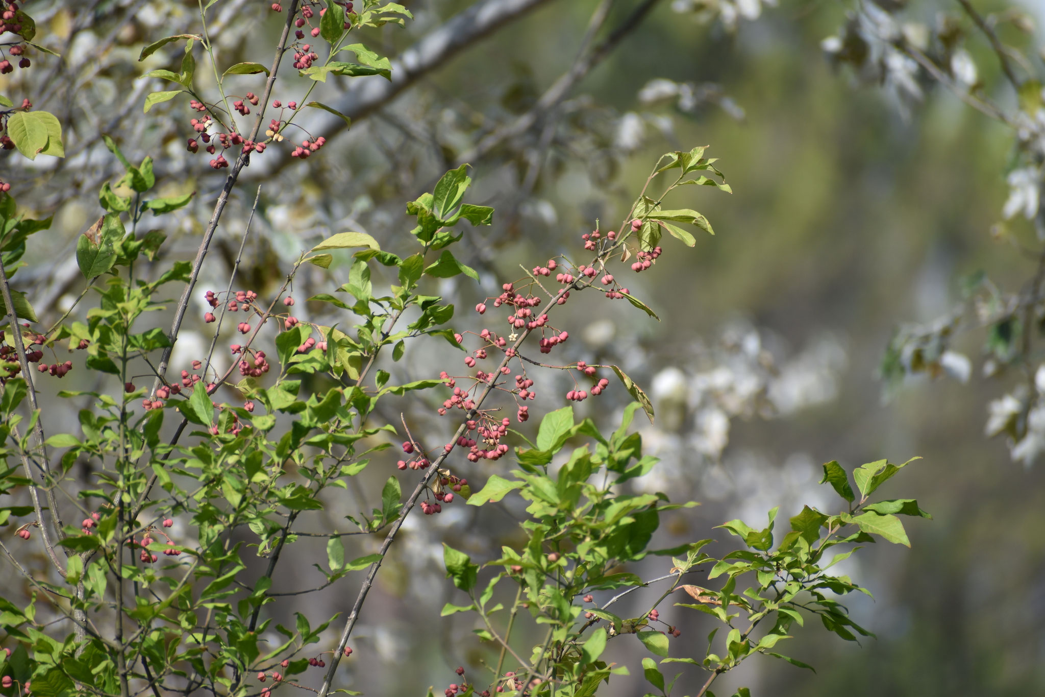 Euonymus europaeus - El Rincon del Botanico