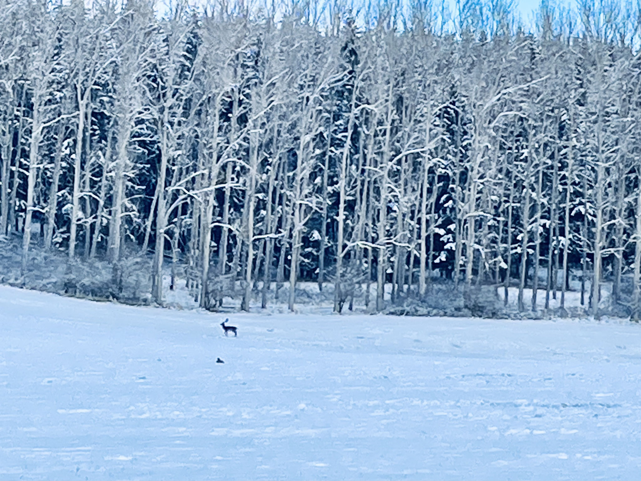 Mini-Skitour, Wartenberg, Schwarzwald, Germany - stz-42