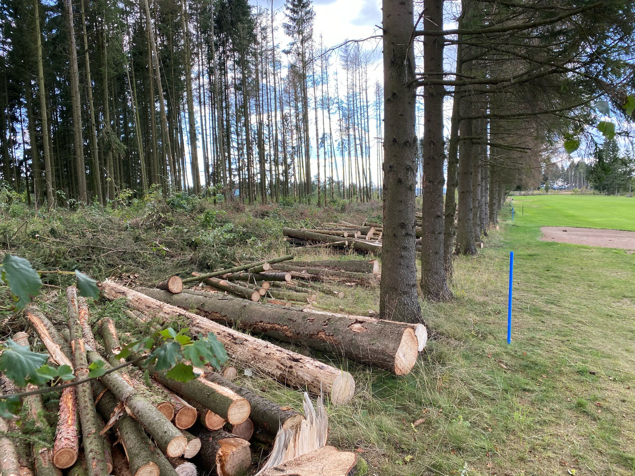 Rodungsarbeiten vorerst abgeschlossen - gchofs Webseite!