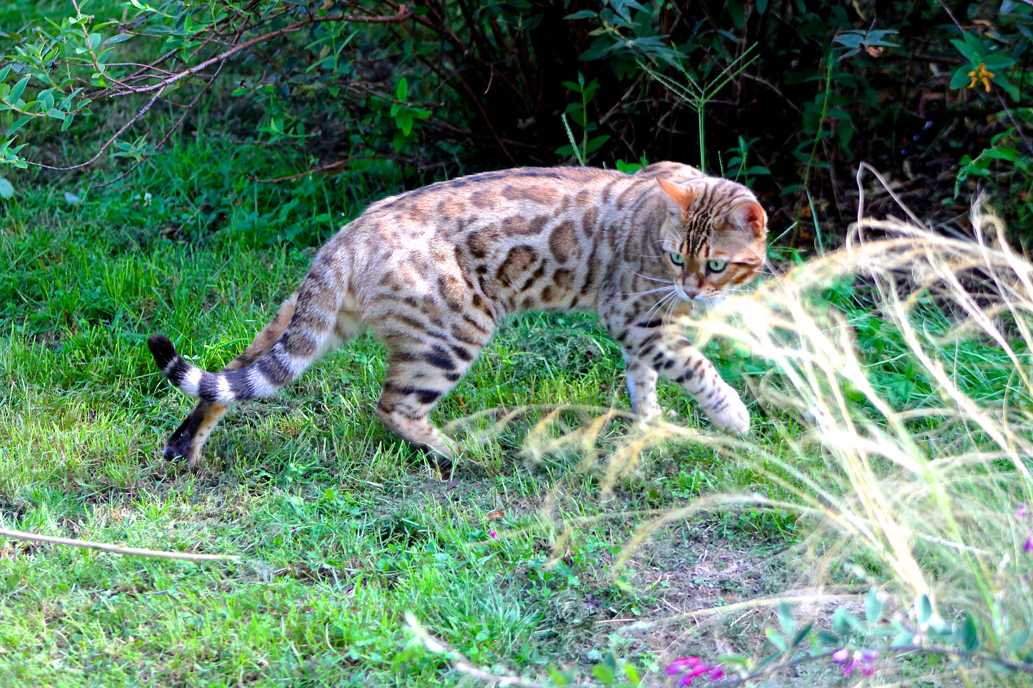 LE CHAT BENGAL - chat-bengal-france.com