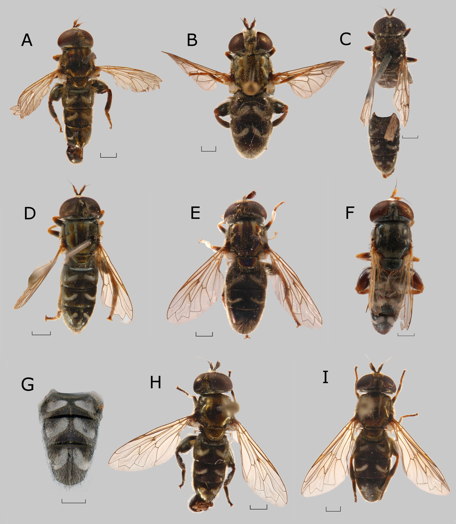 Eumerus elongatus - The website of Syrphidae in trees