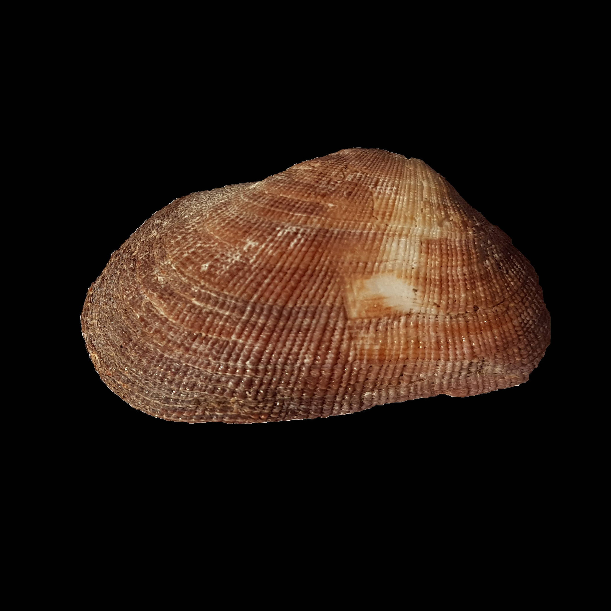 Part 1 - Shellesca Muscheln und Schnecken von Venedig