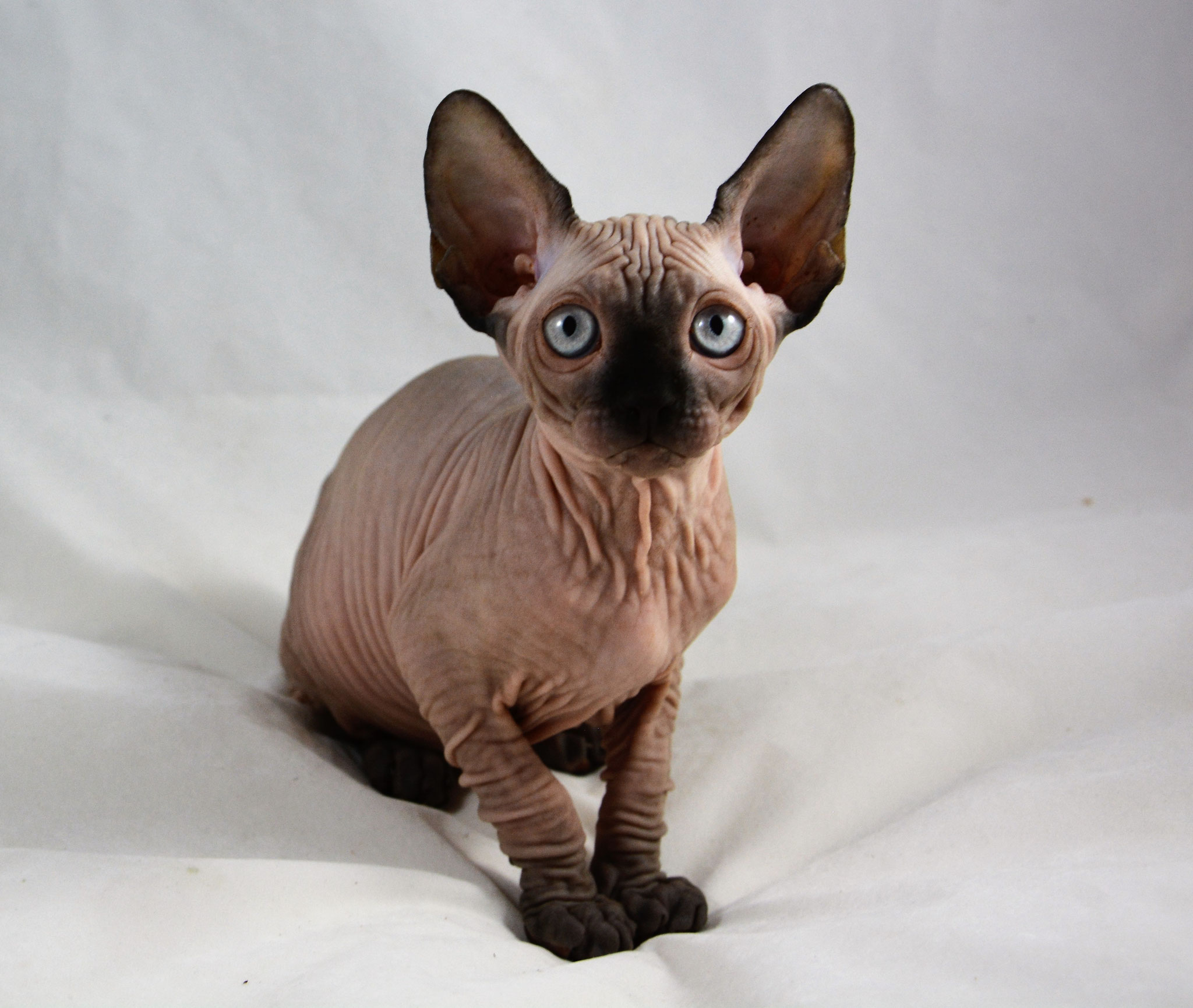 Sphynx Kittens , Sphynx Cats - Indigo Sphynx Kittens - Canadian Sphynx ...