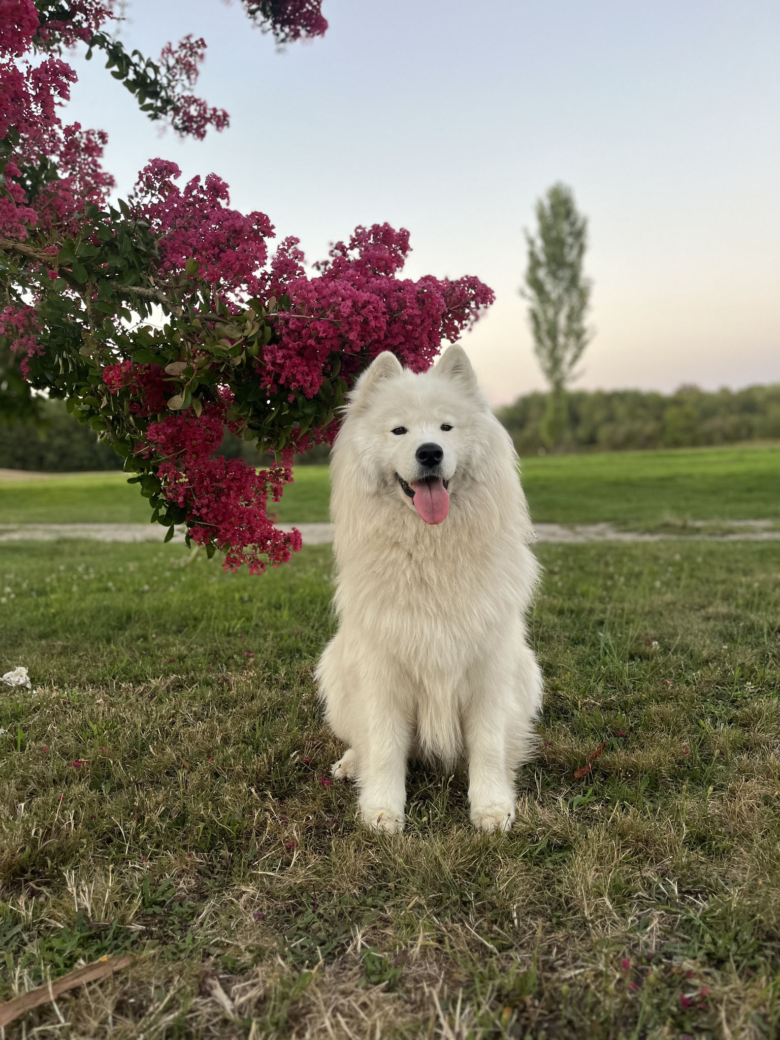 Laska - Site de l'agence Dog Model