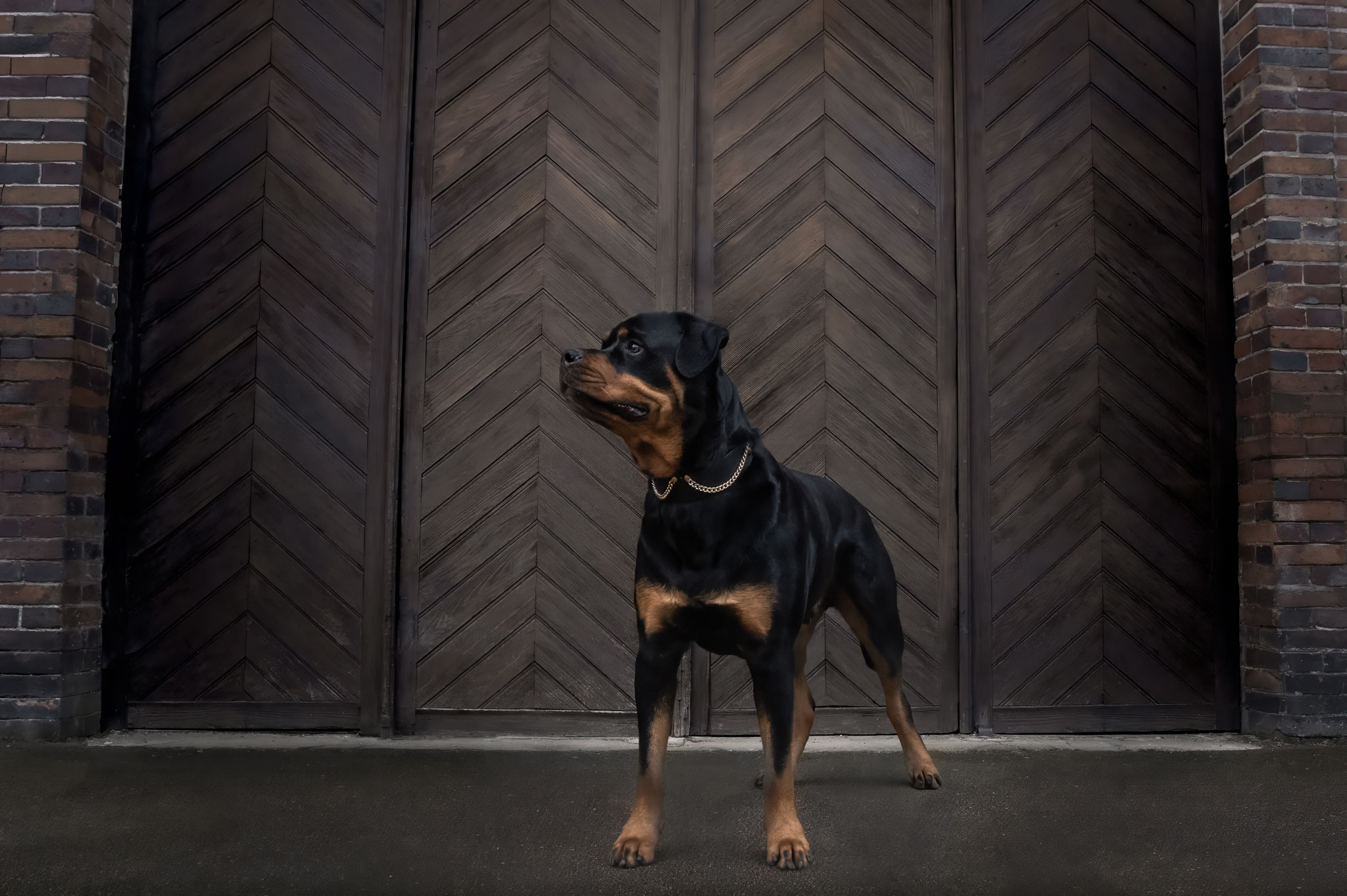 Run - Site de l'agence Dog Model