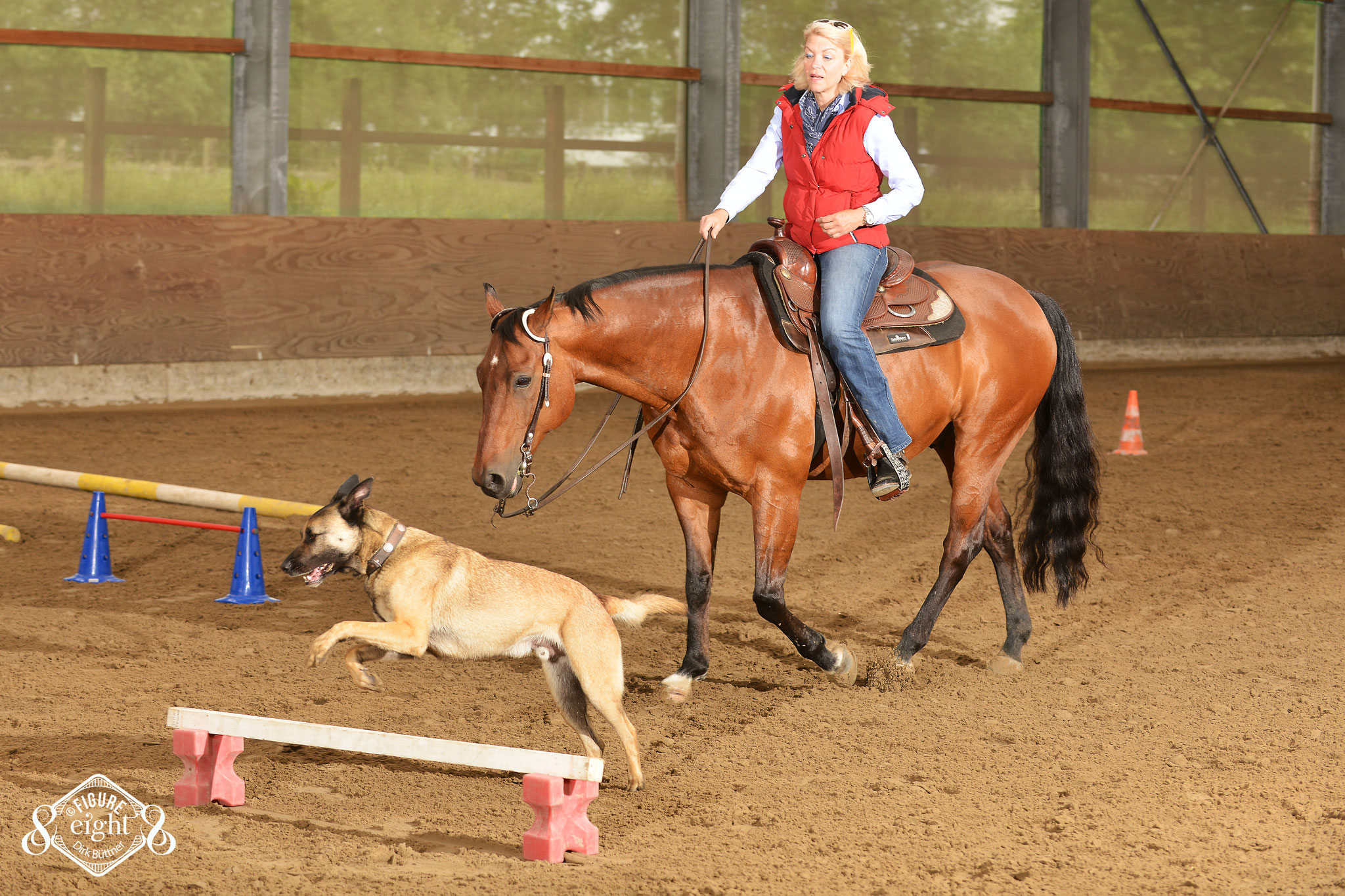 DAS TRAINING mit Reiter, Pferd & Hund - better-riding