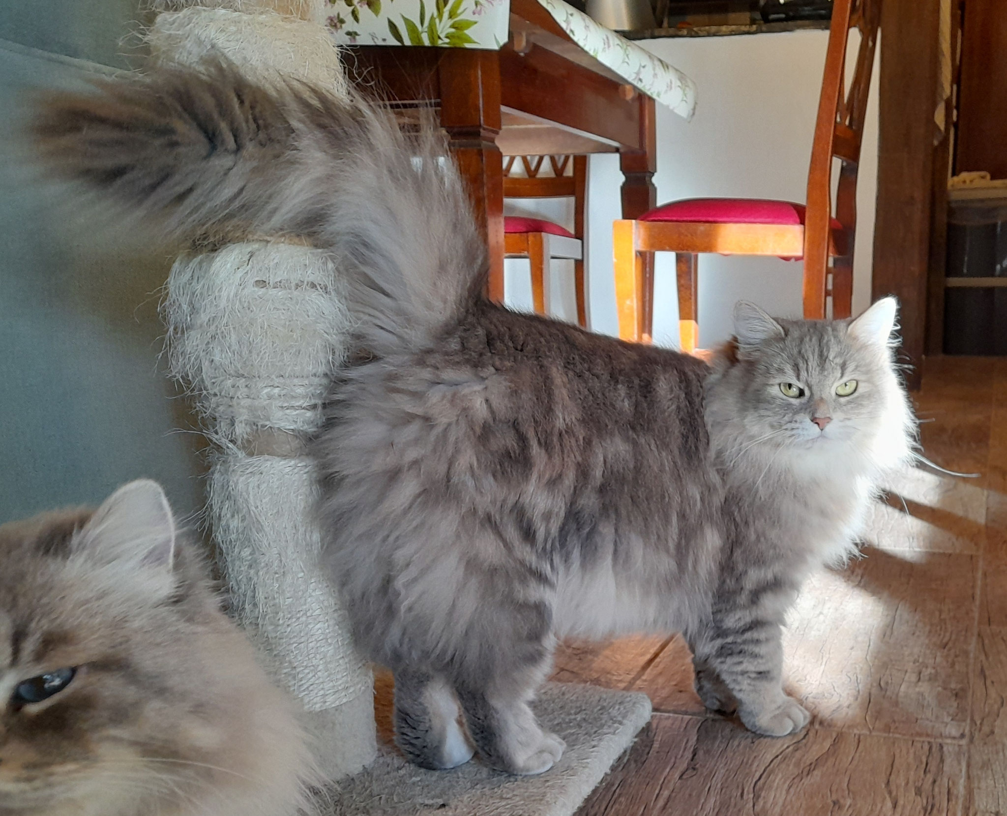 Cucc. Transilvania - Allevamento di gatti siberiani a Roma