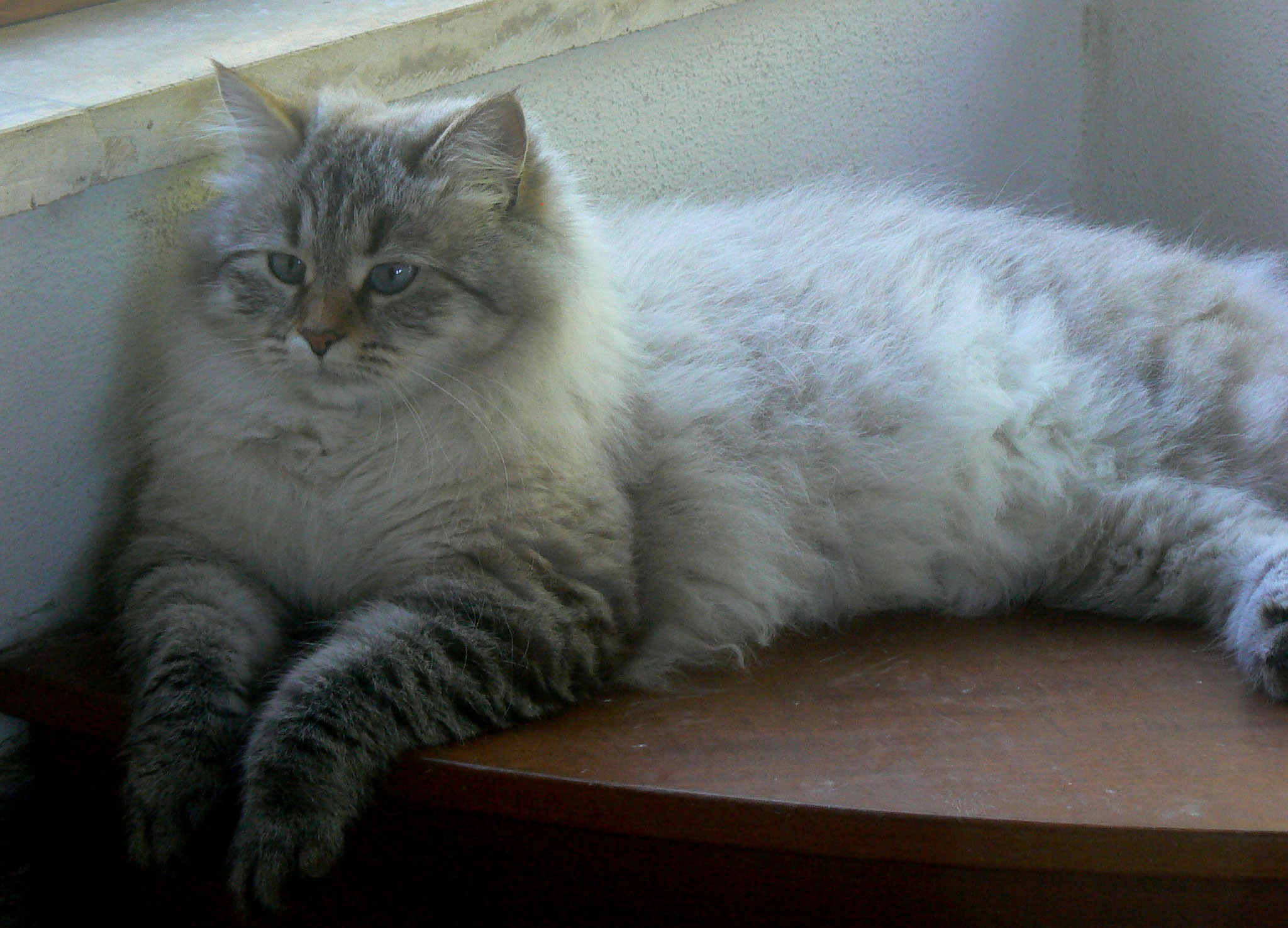 Cucciolata Frozen - Allevamento di gatti siberiani a Roma