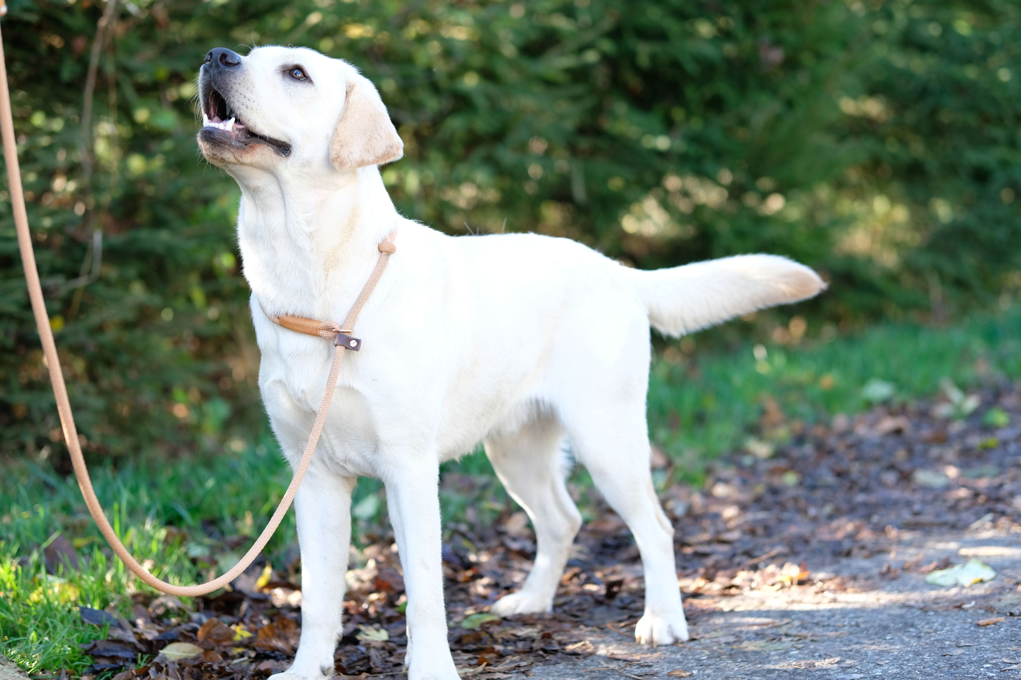 Garry - labradore of my own