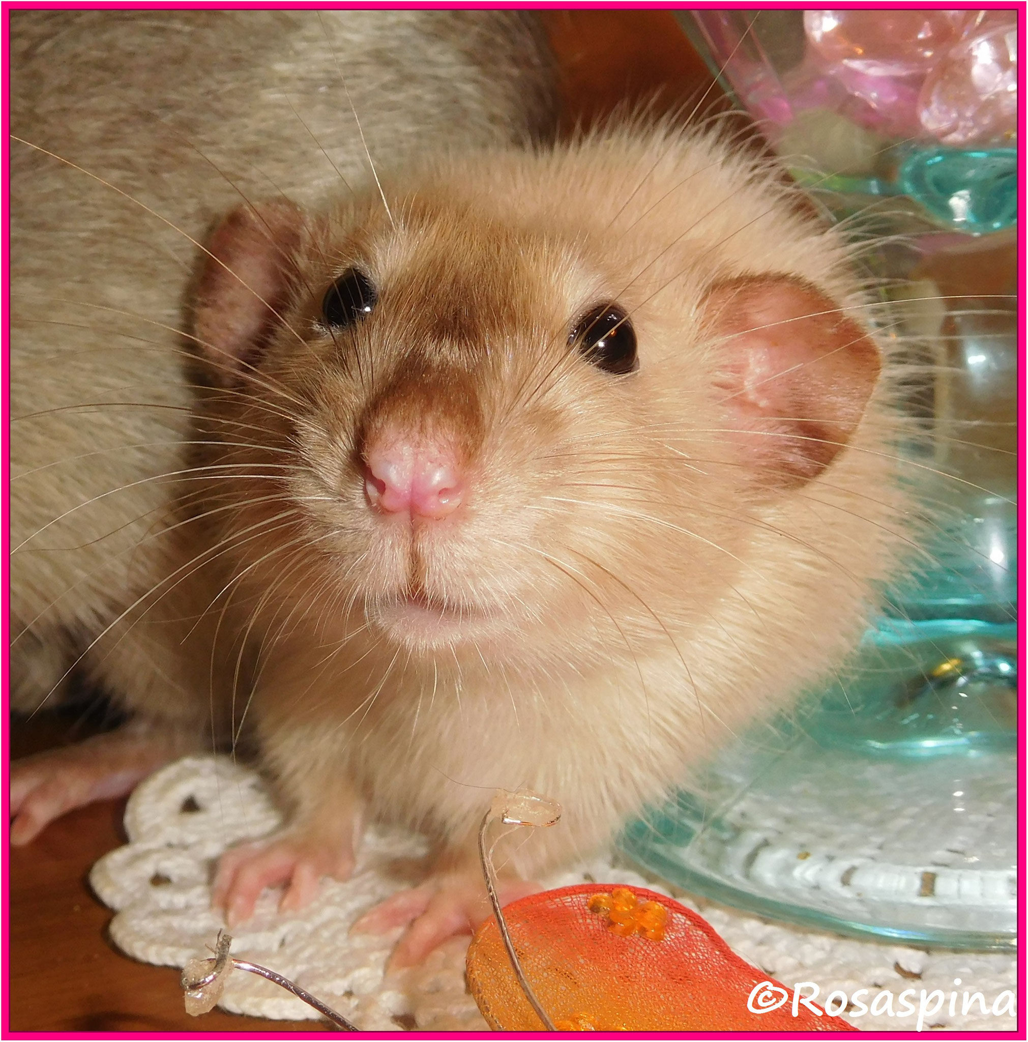 gli Extra-Rattaio - Allevamento Ratti da Compagnia *Rosaspina Rattery ...