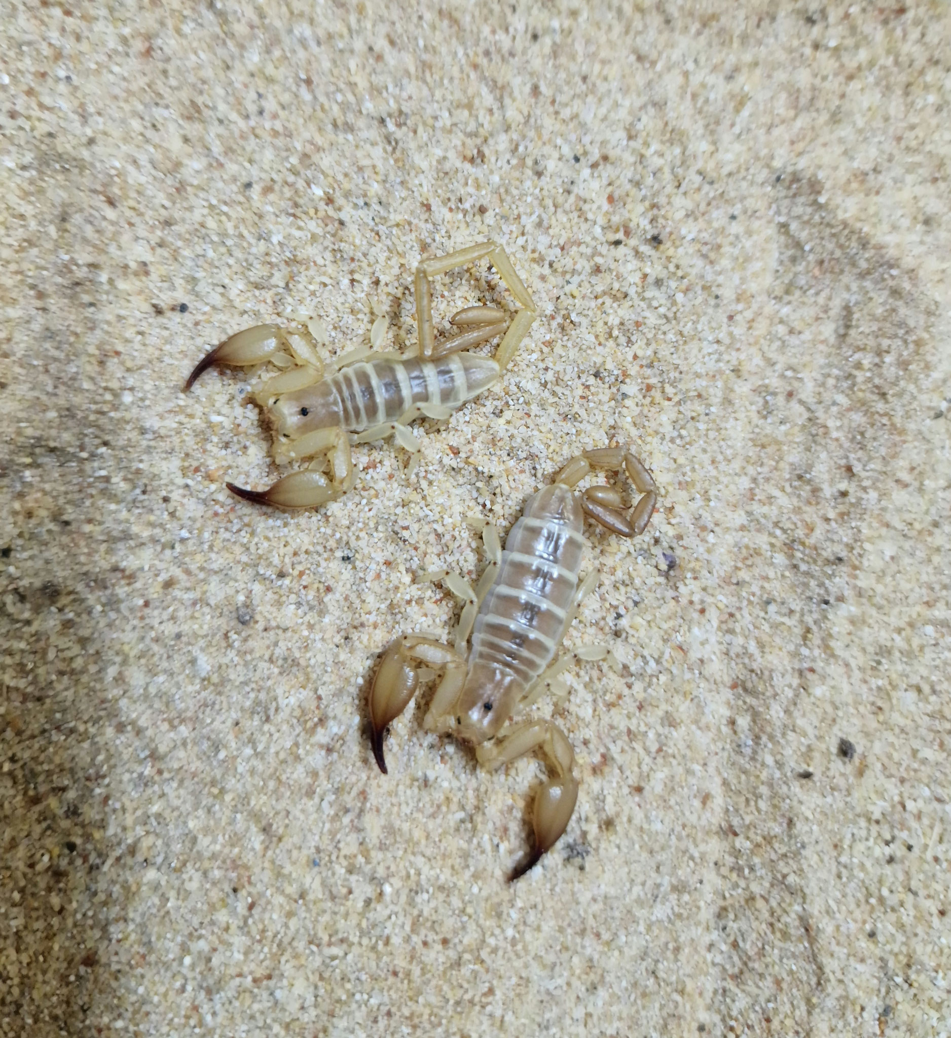 Hemiscorpius lepturus - buthidaes Webseite!