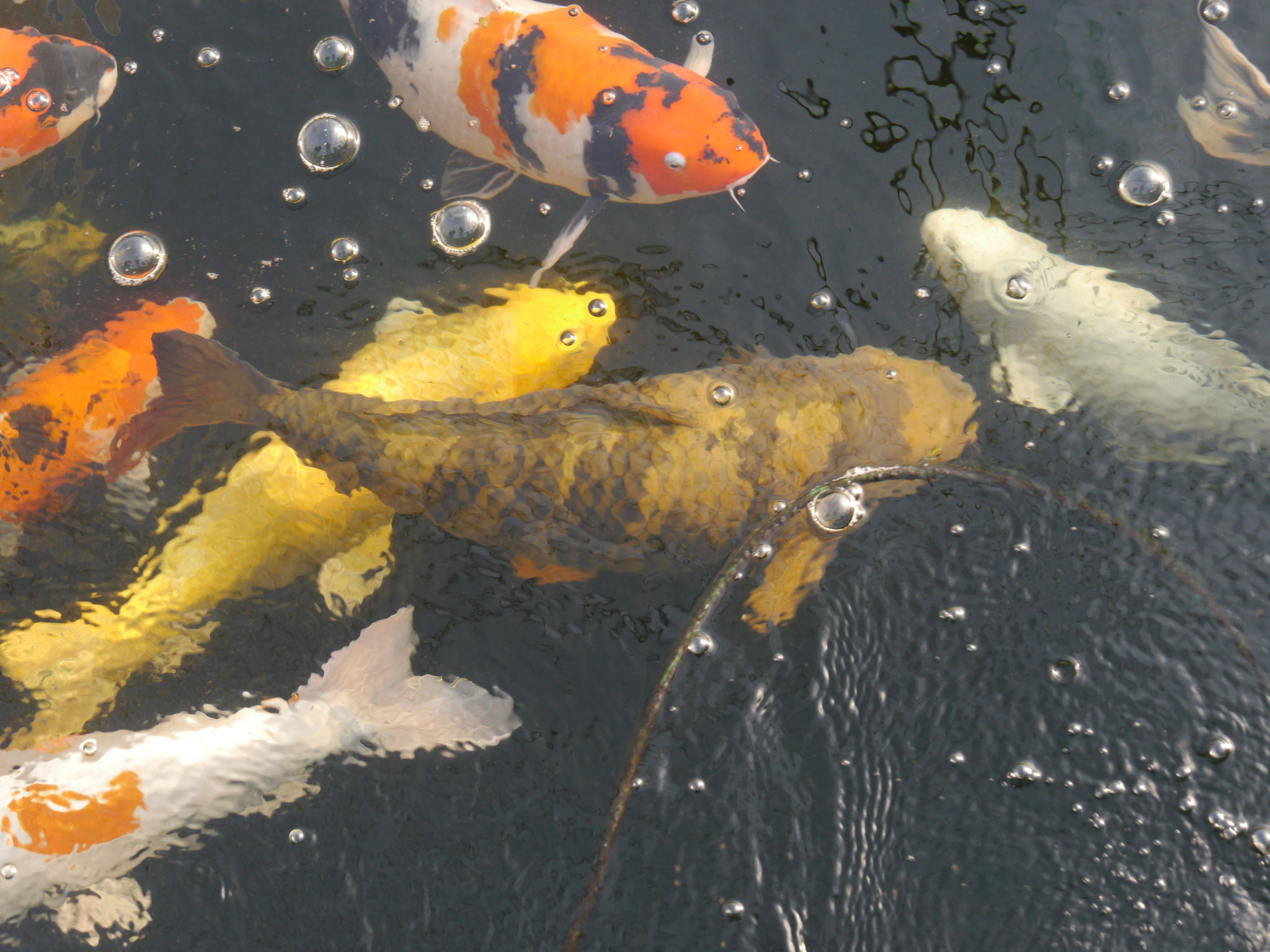 Koi Travel Japan-Koi reizen Japan-Koi reizen Yoshikigoi.... - van de ...