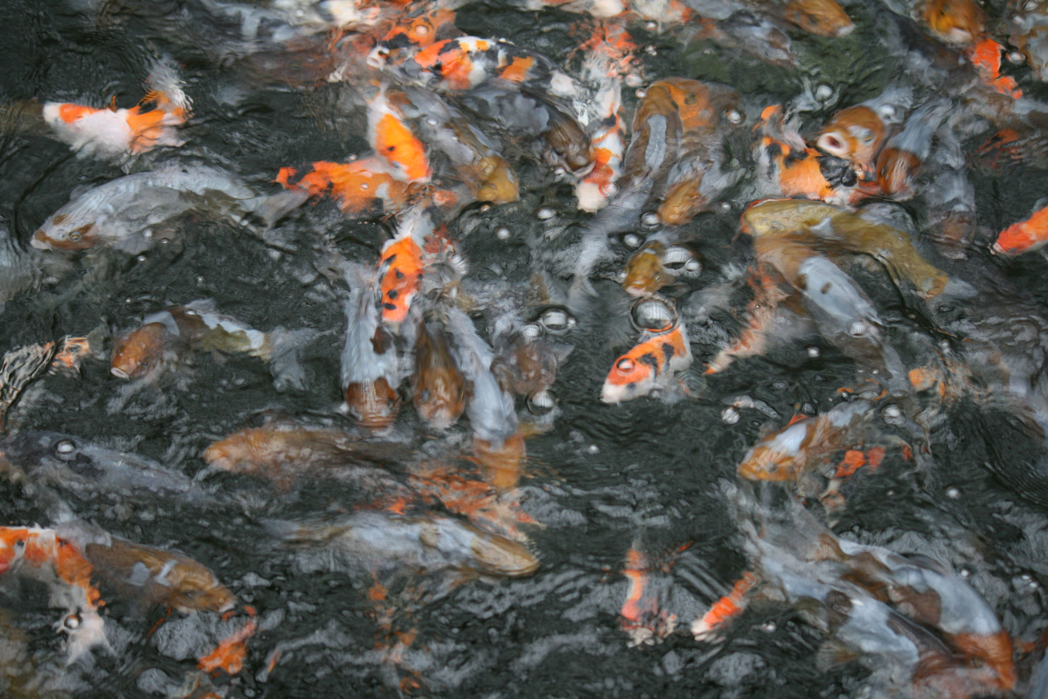 Koi Travel Polen 2015-Koi reizen Japan-Koi reizen Yoshikigoi..... - van ...