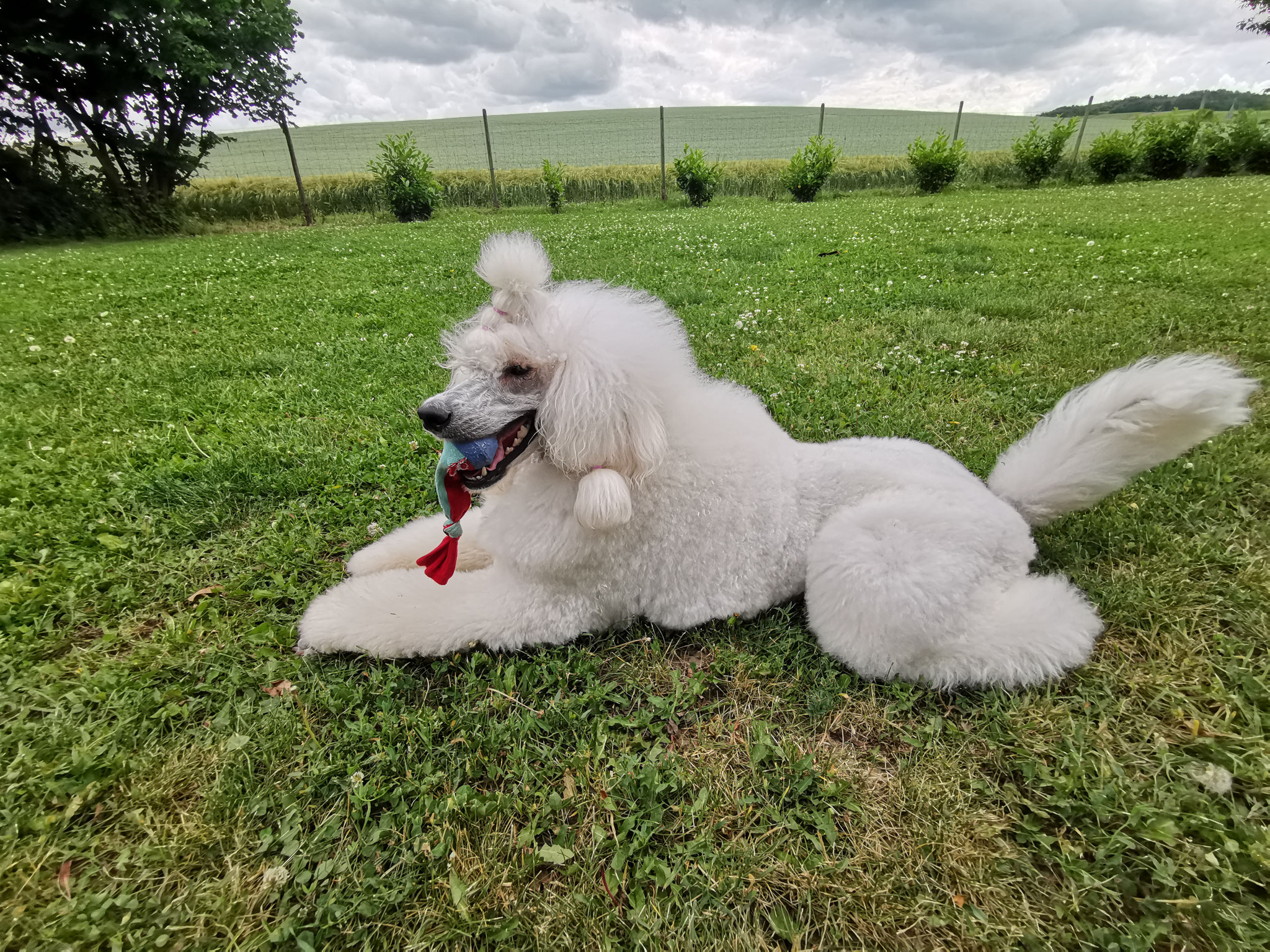 Barbone Gigante Gaia Bermani - Anno Opaco Pudelzucht
