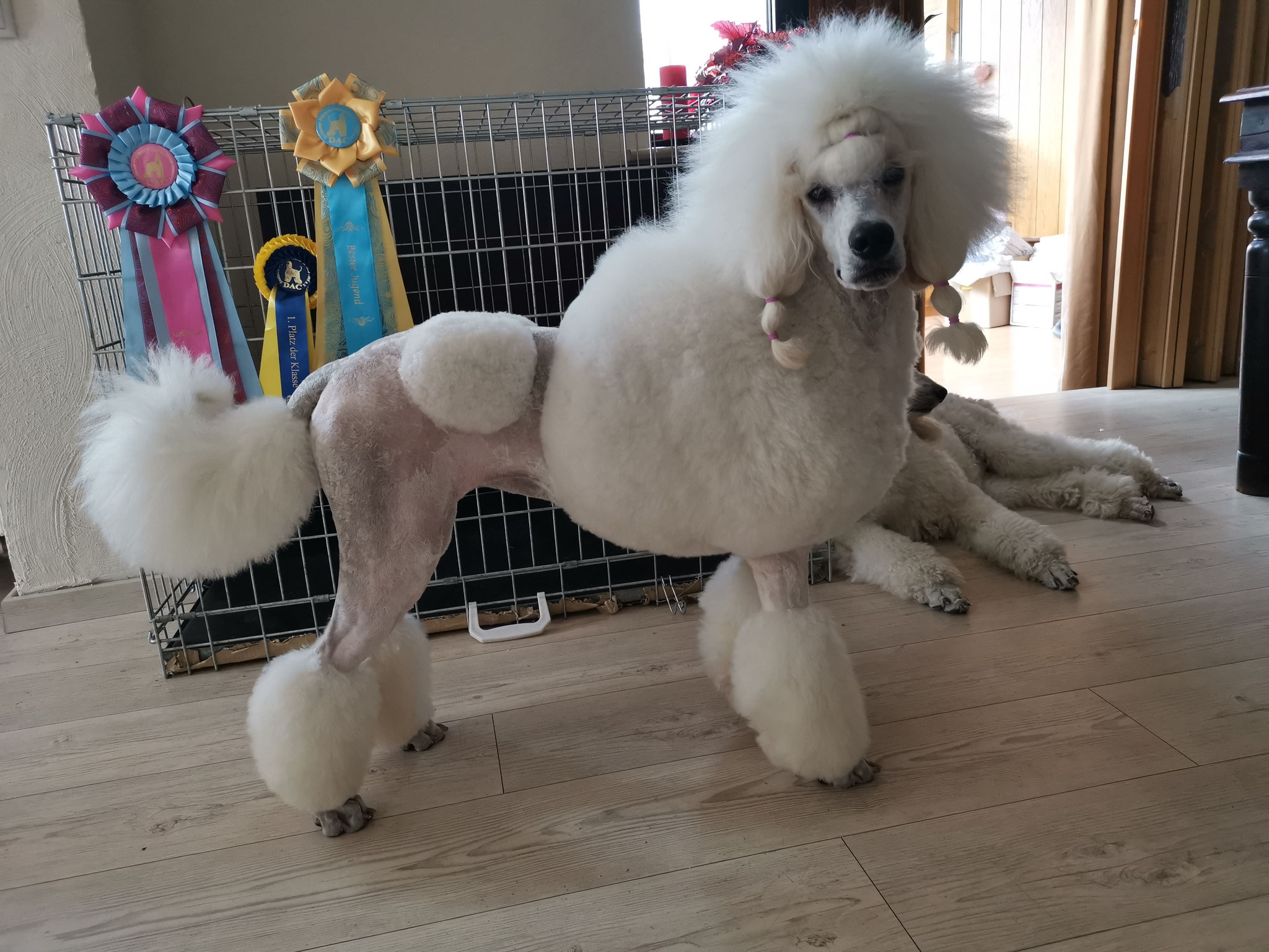 Barbone Gigante Gaia Bermani - Anno Opaco Pudelzucht