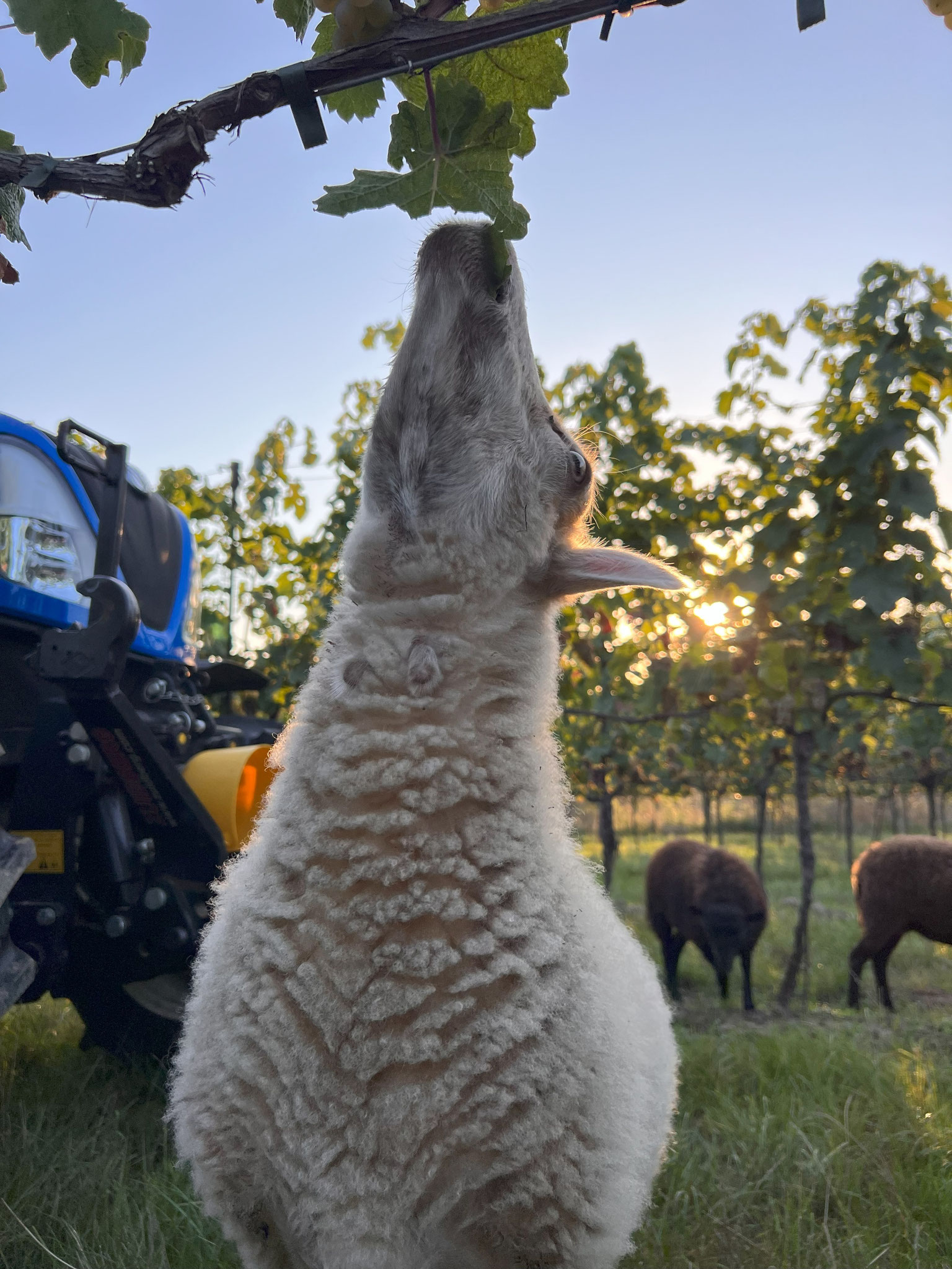 Johannes Zillinger - JOHANNES ZILLINGER | bio-dynamic wines DEMETER