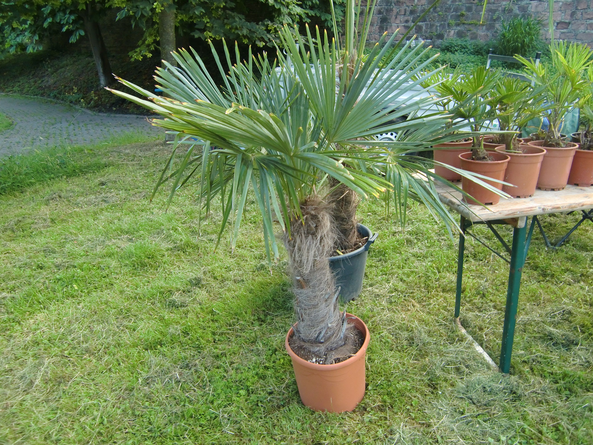 Chinesische Hanfpalme Trachycarpus Fortunei - palmsandmores Webseite! Chinesische Hanfpalme Trachycarpus Fortunei - palmsandmores Webseite!