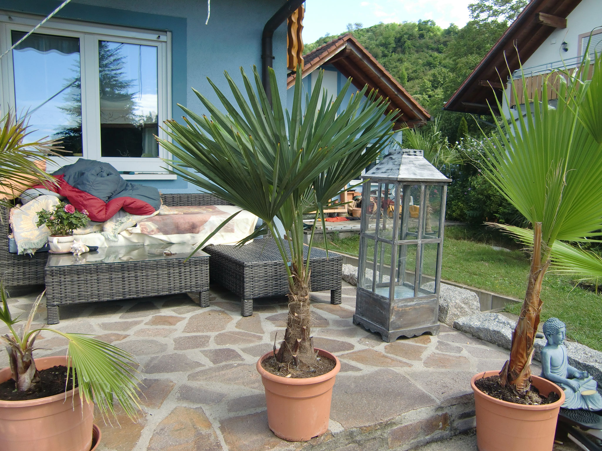 Chinesische Hanfpalme Trachycarpus Fortunei - palmsandmores Webseite! Chinesische Hanfpalme Trachycarpus Fortunei - palmsandmores Webseite!