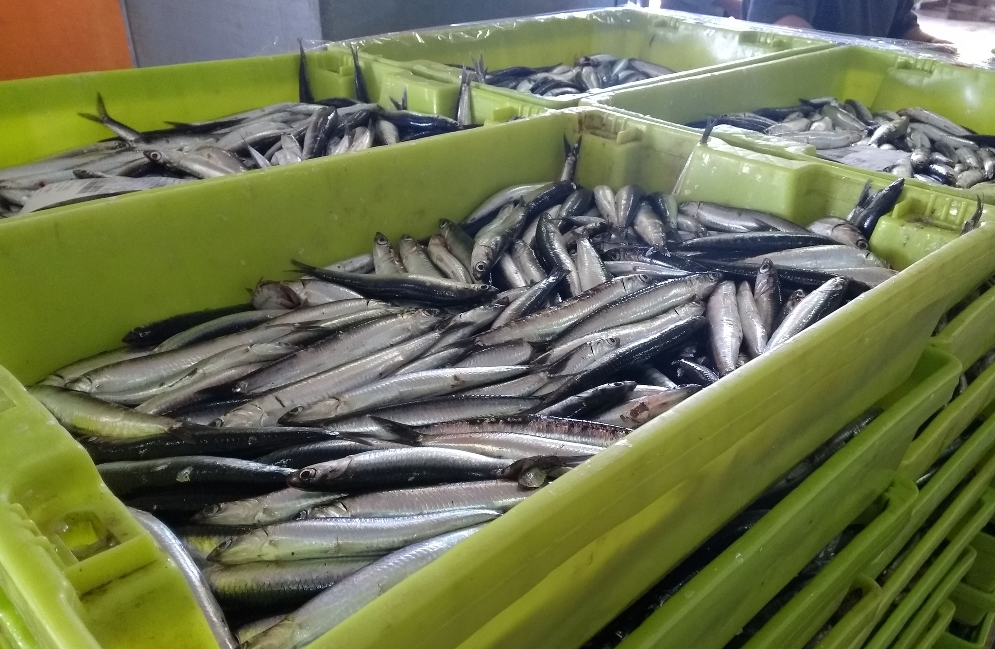 Anchoas de Santoña Gourmet - Anchoas Gourmet: la mejor anchoa.