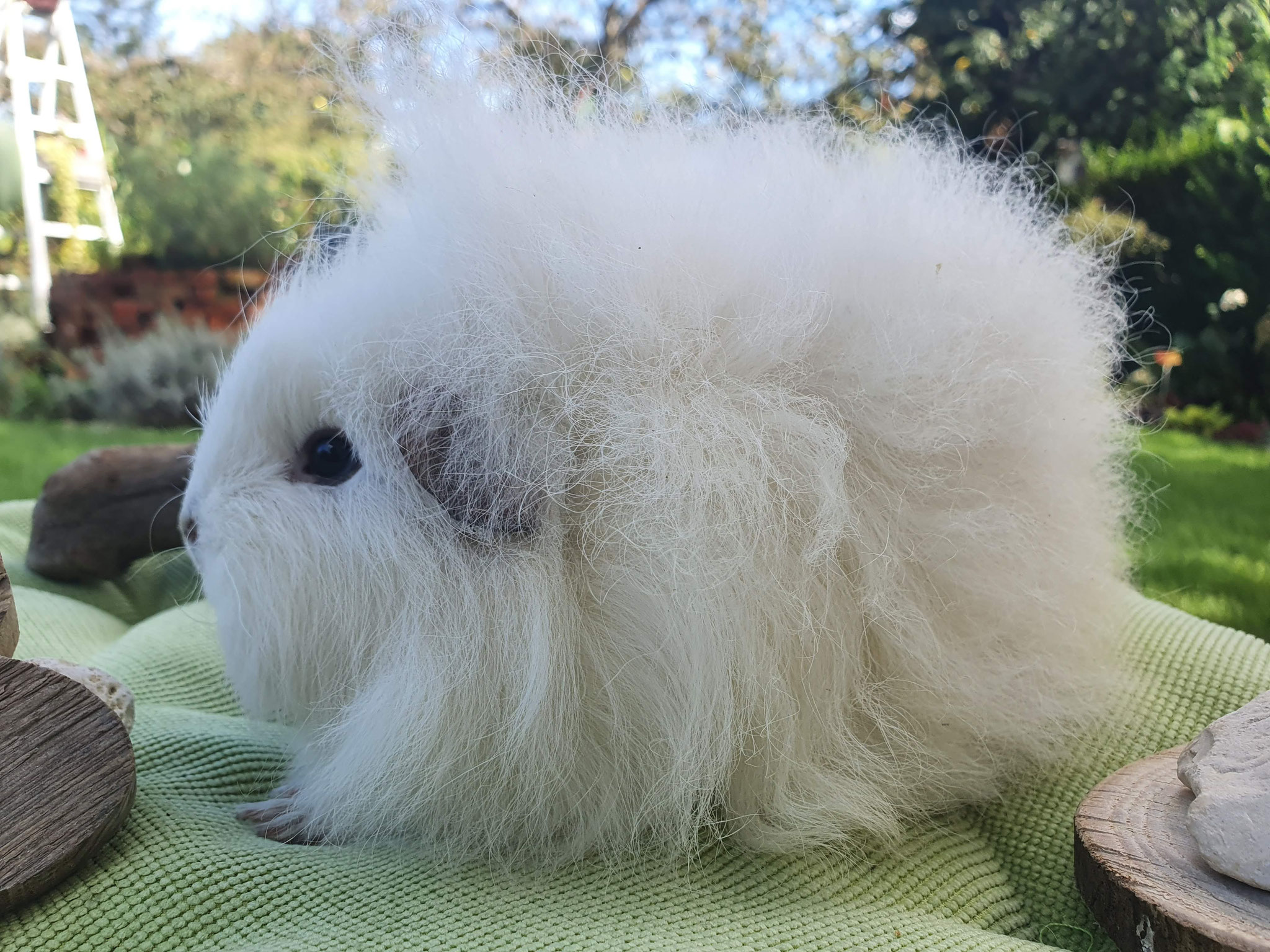 Schweizer Teddy´s - teddys-von-den-zwergnasens Webseite!