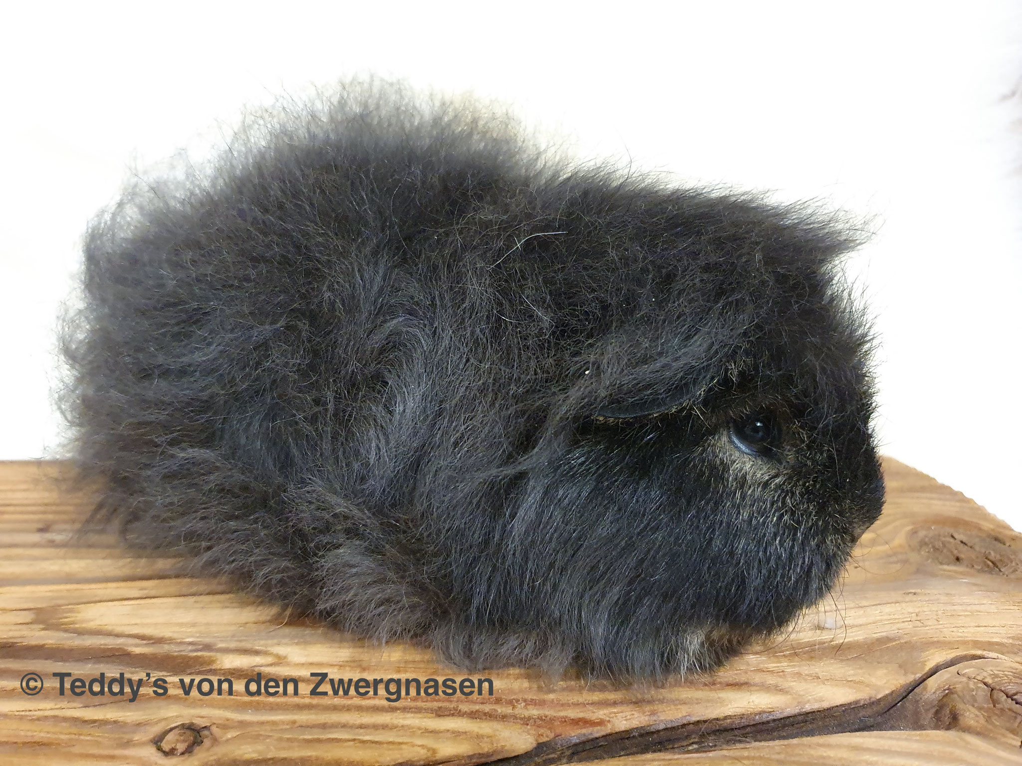 Schweizer Teddy´s - teddys-von-den-zwergnasens Webseite!