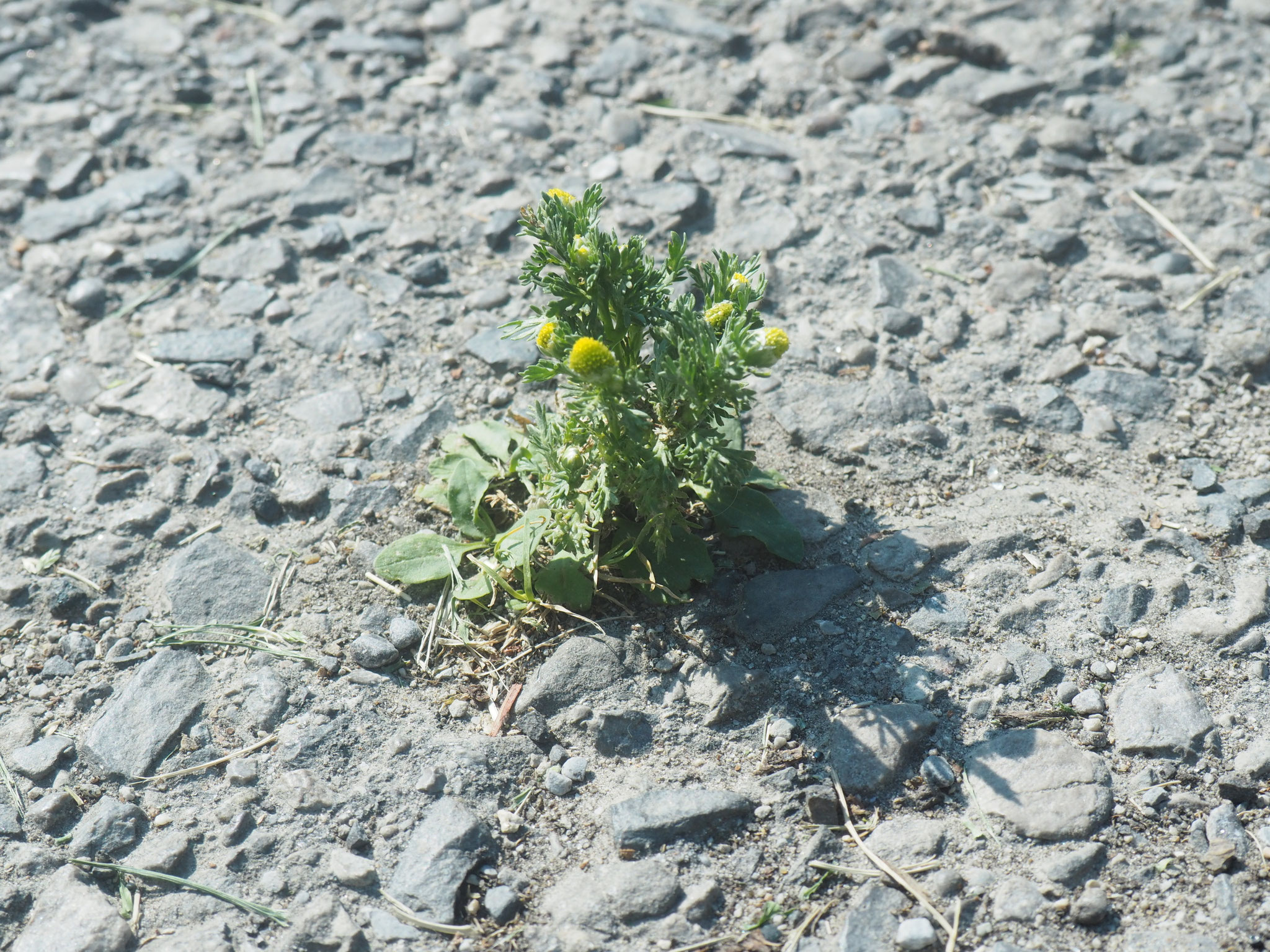 Heat Rising - Gallery Arcturus - the Daily News