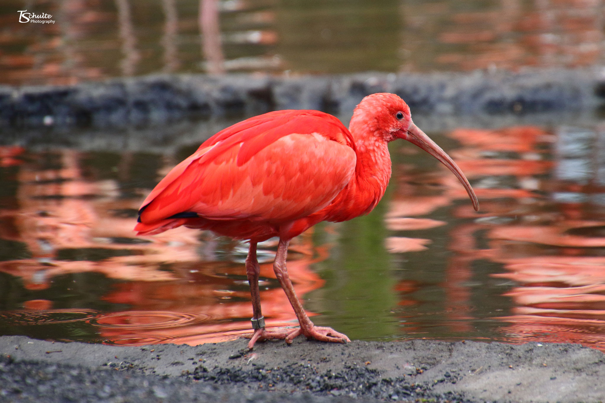 Rode ibis - Thomas Schulte Hobbyfotograaf